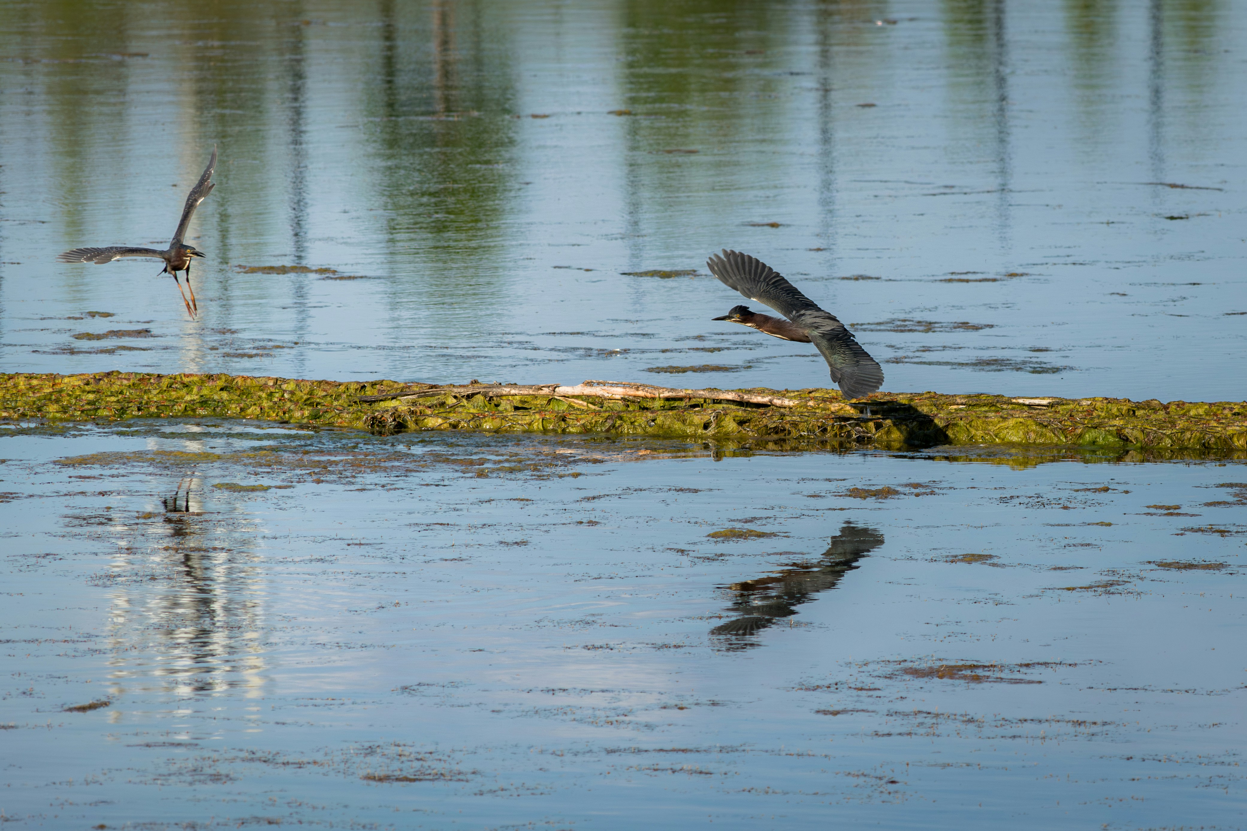 Bridge of Flight: Two Tides, One Log