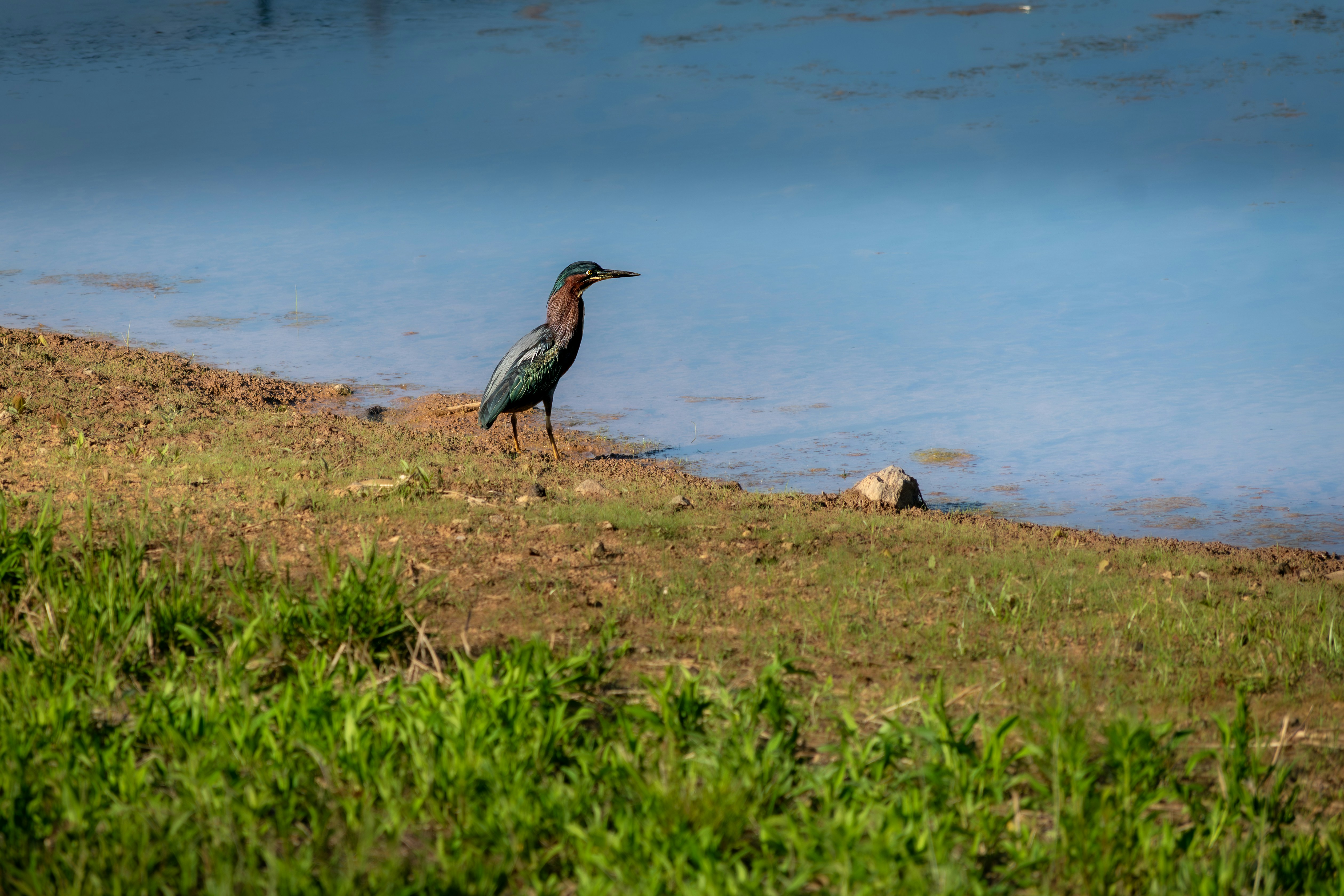 Heron on the Shore: Quiet Edge of the Blue Pond
