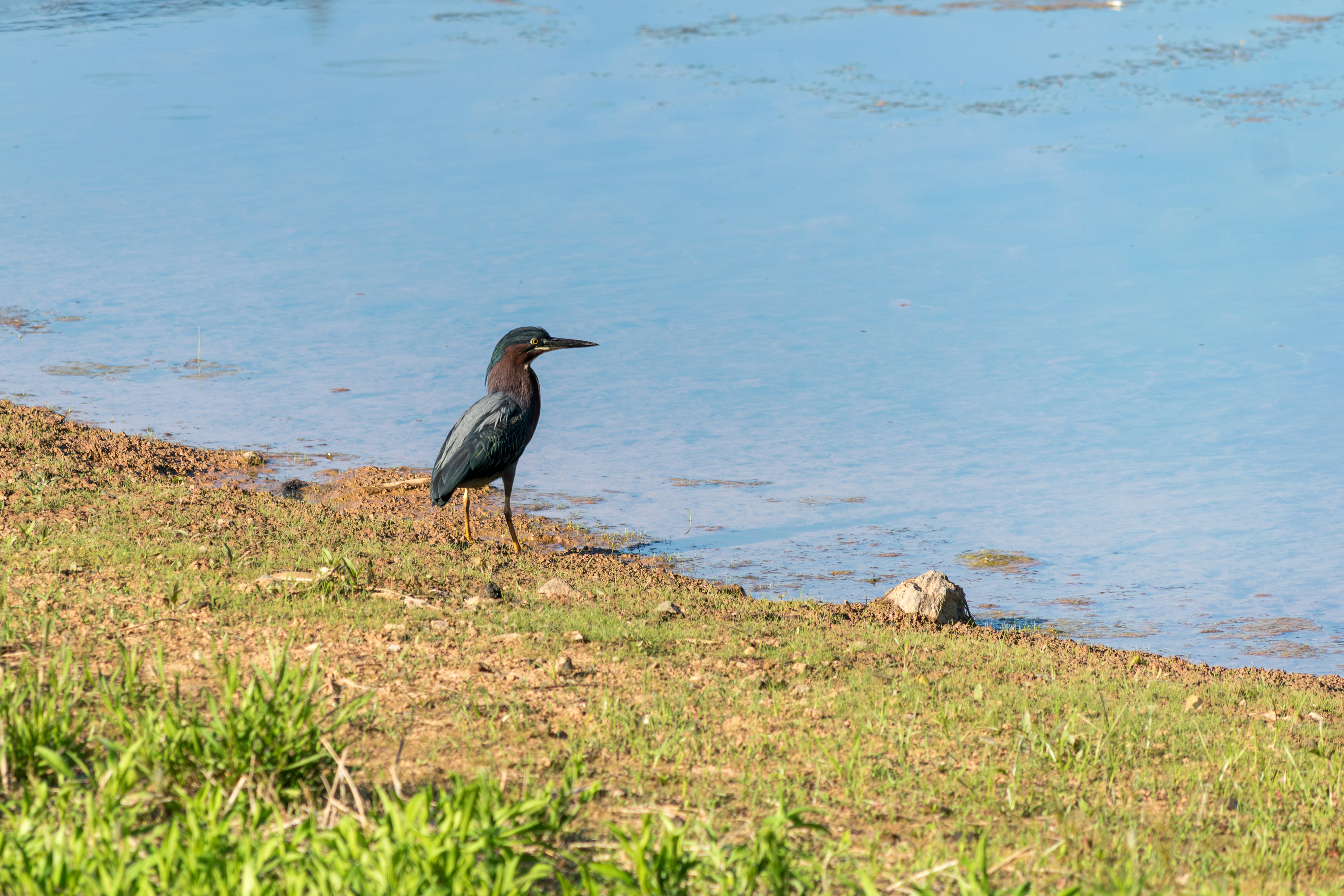 Egret at the Shoreline: A Quiet Moment by the Water