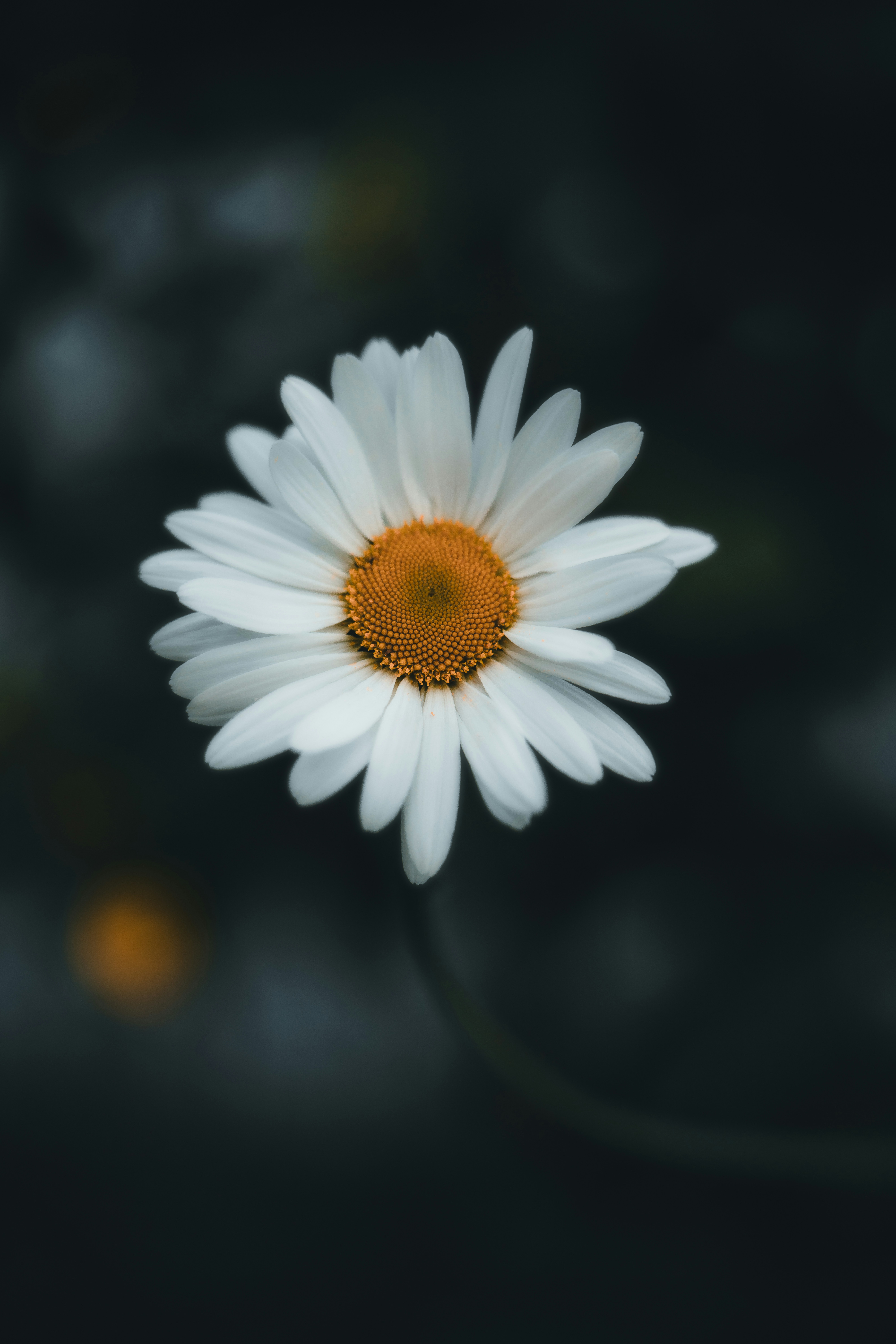 Center Stage Daisy: A Close-Up of Pure Simplicity