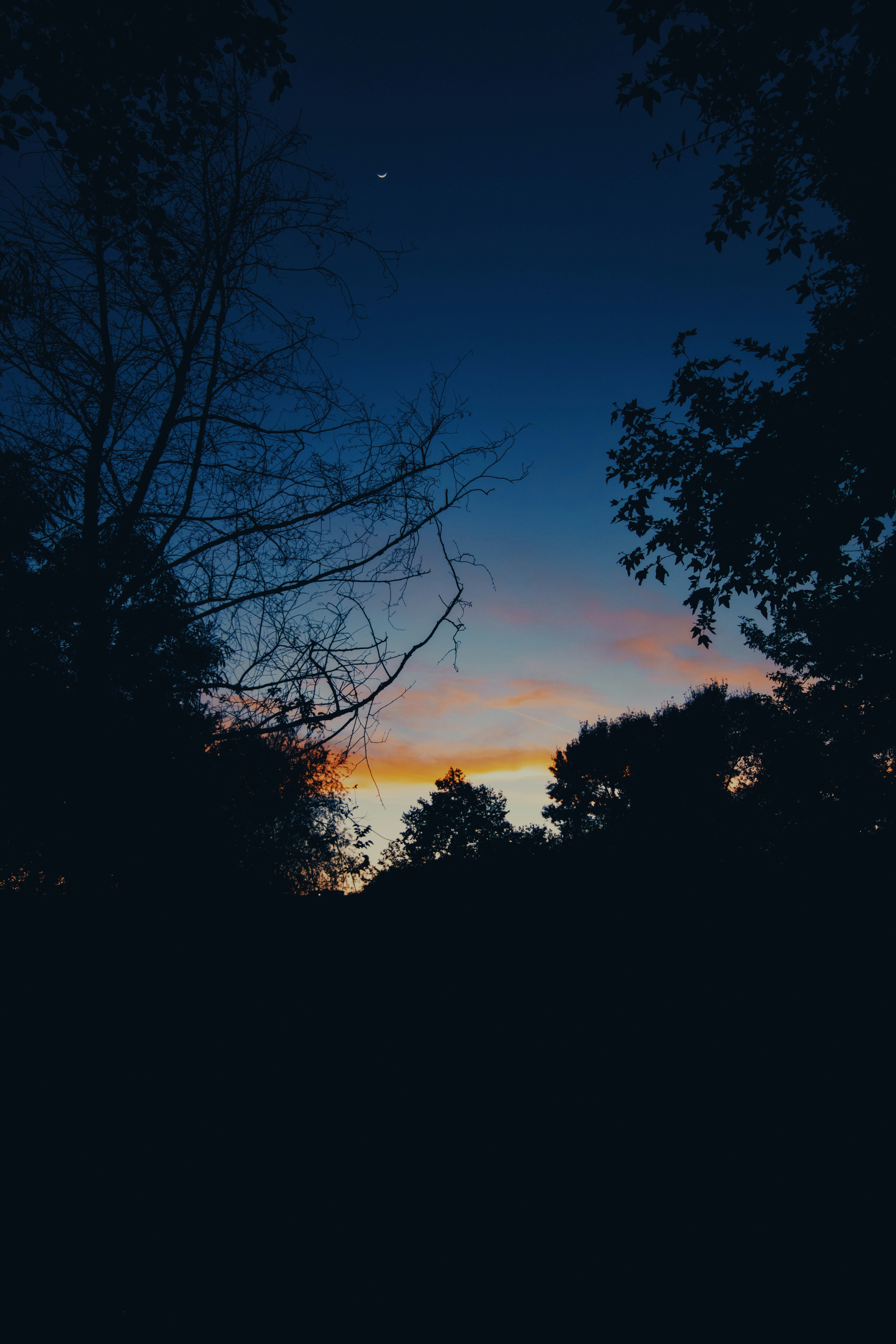 Dusk Through the Silhouettes: A Quiet Horizon