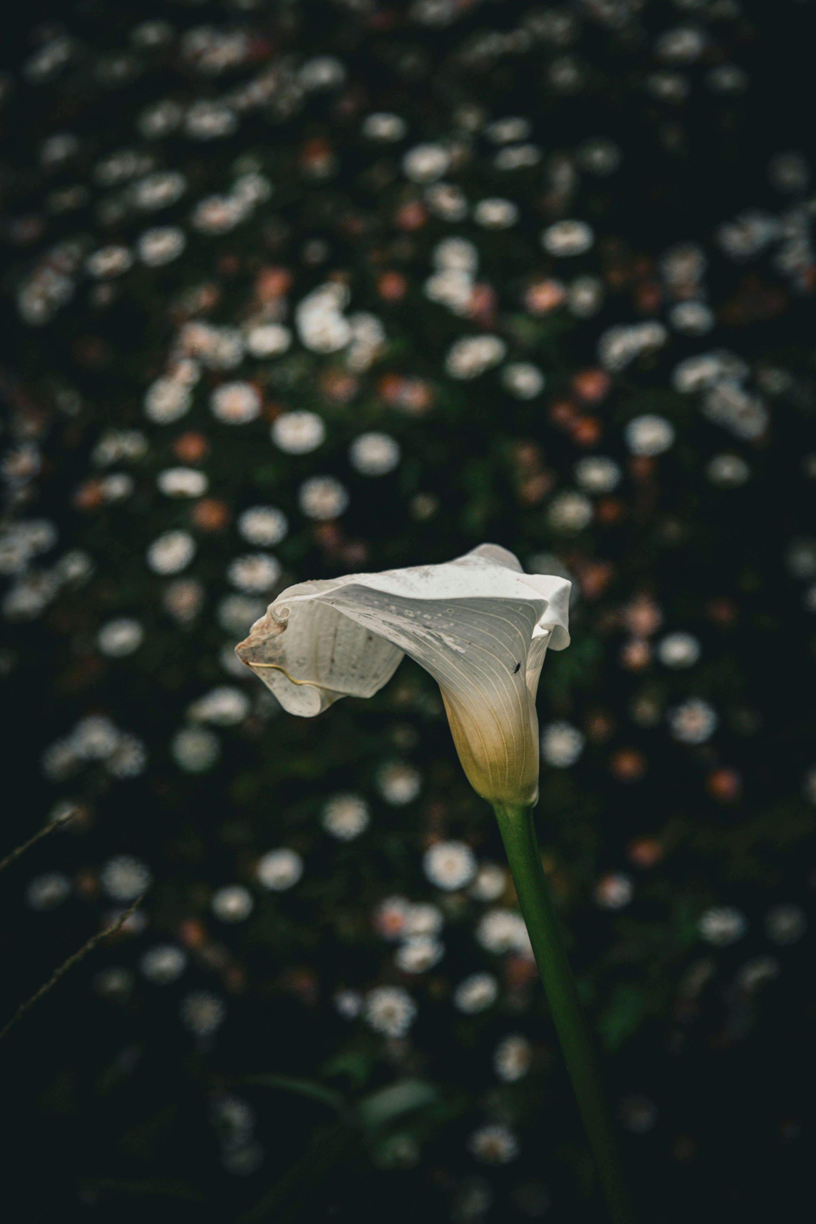 White Calla Lily Against a Dappled Flat of Blooms