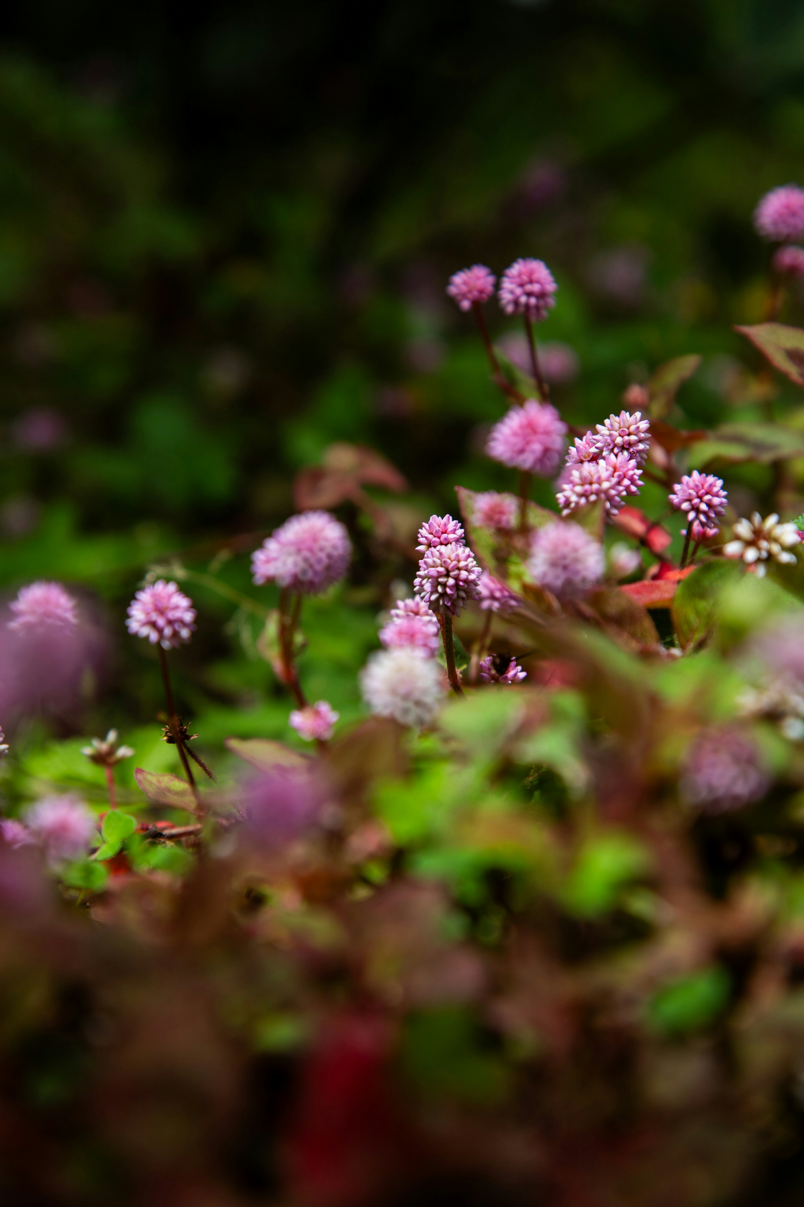 Pink Pompon In Bloom: Soft Focus Meadow Close-Up