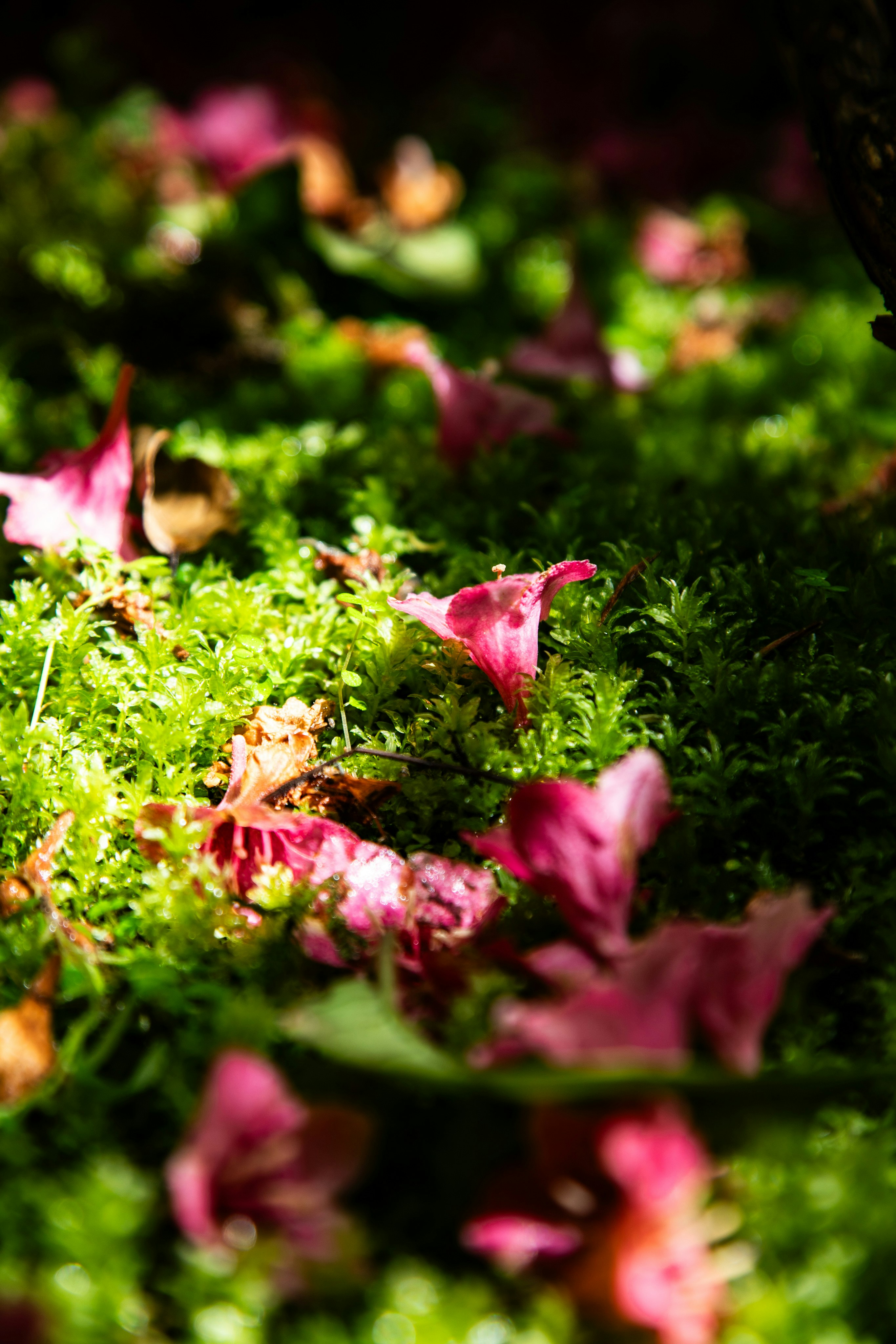 Emerald Ground: A Patch of Blooming Ferns and Pink Petals