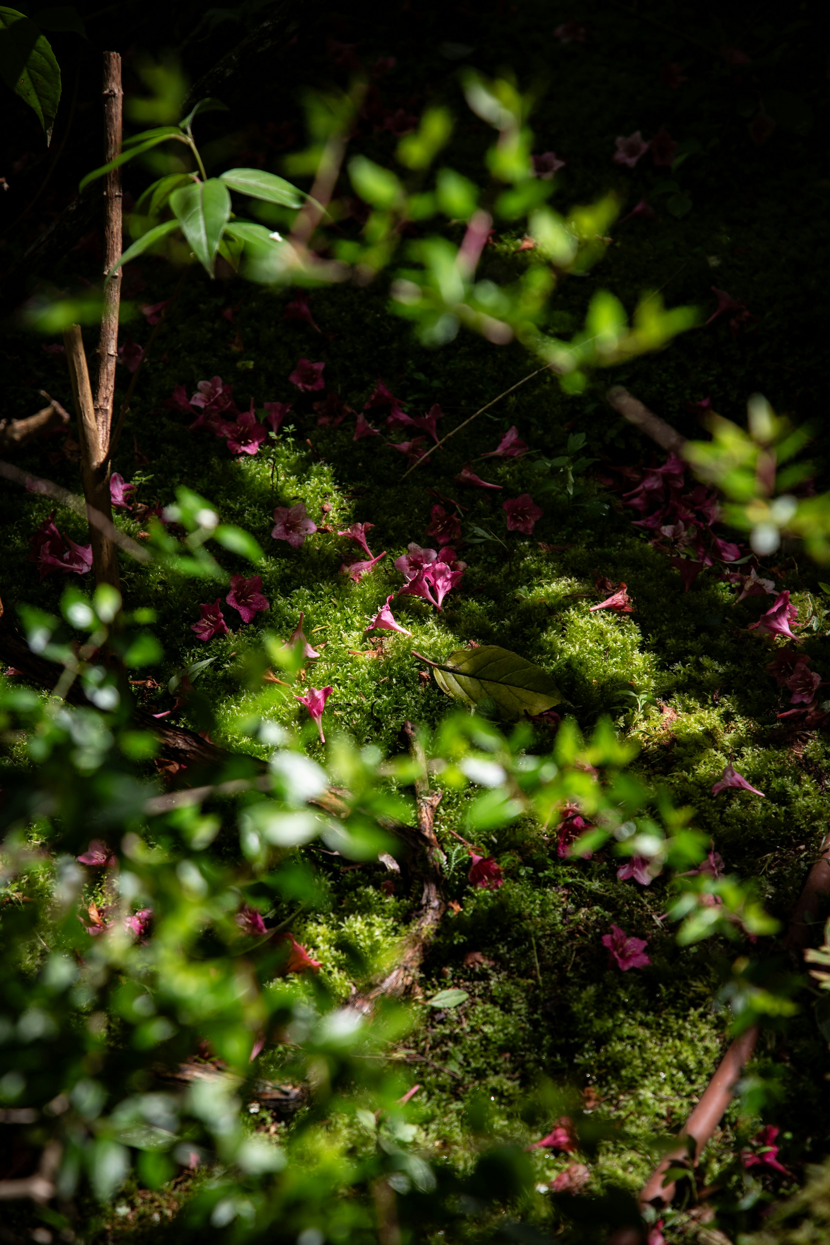Hidden Mossy Floor Under Dappled Canopy