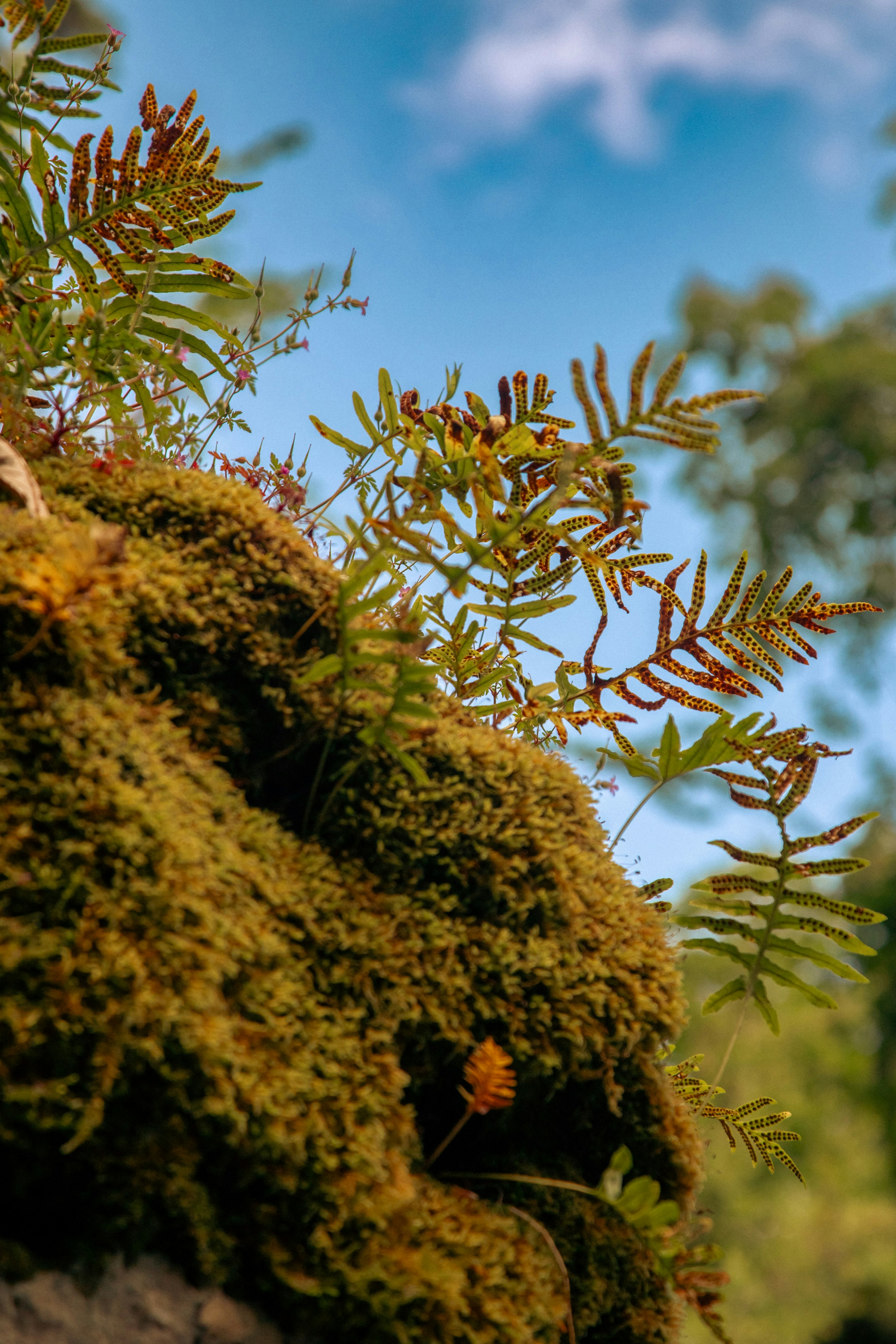 Sunlit Fern Fronds Clinging to a Mossy Scar