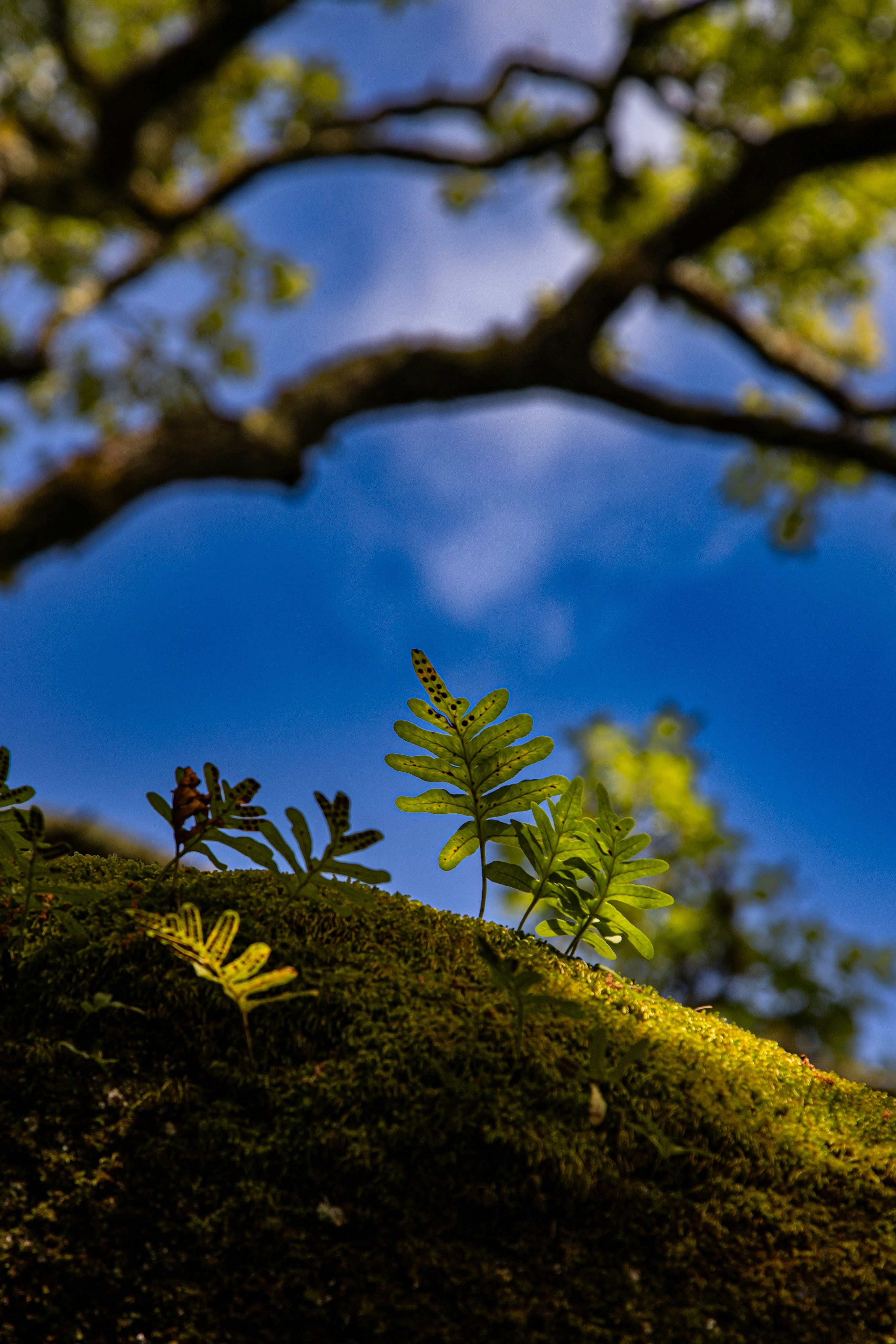 Fern Sprout on Sunlit Moss: A Quiet Dawn Portrait of Resilience
