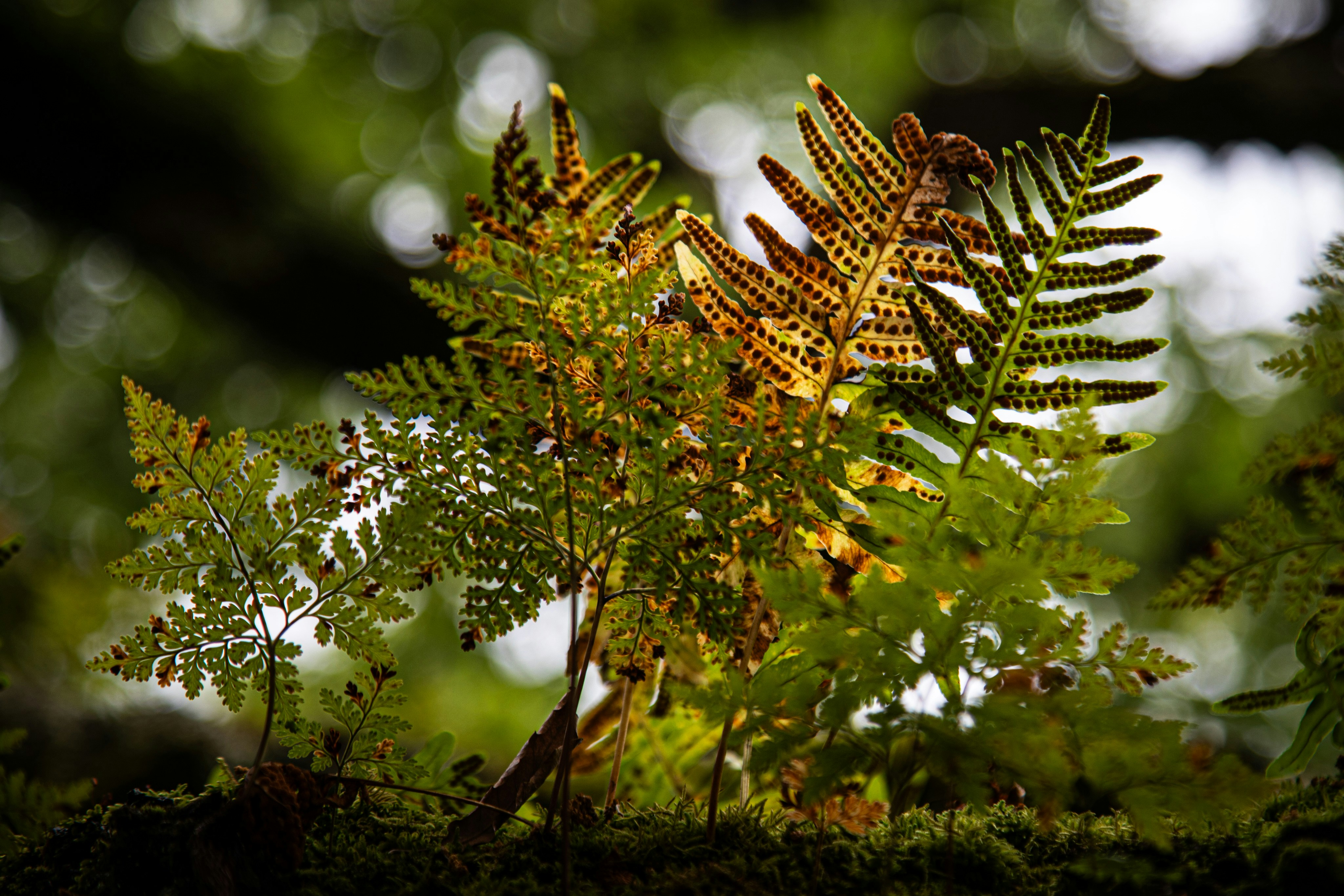 Backlit Ferns: a sunlit break among the forest floor