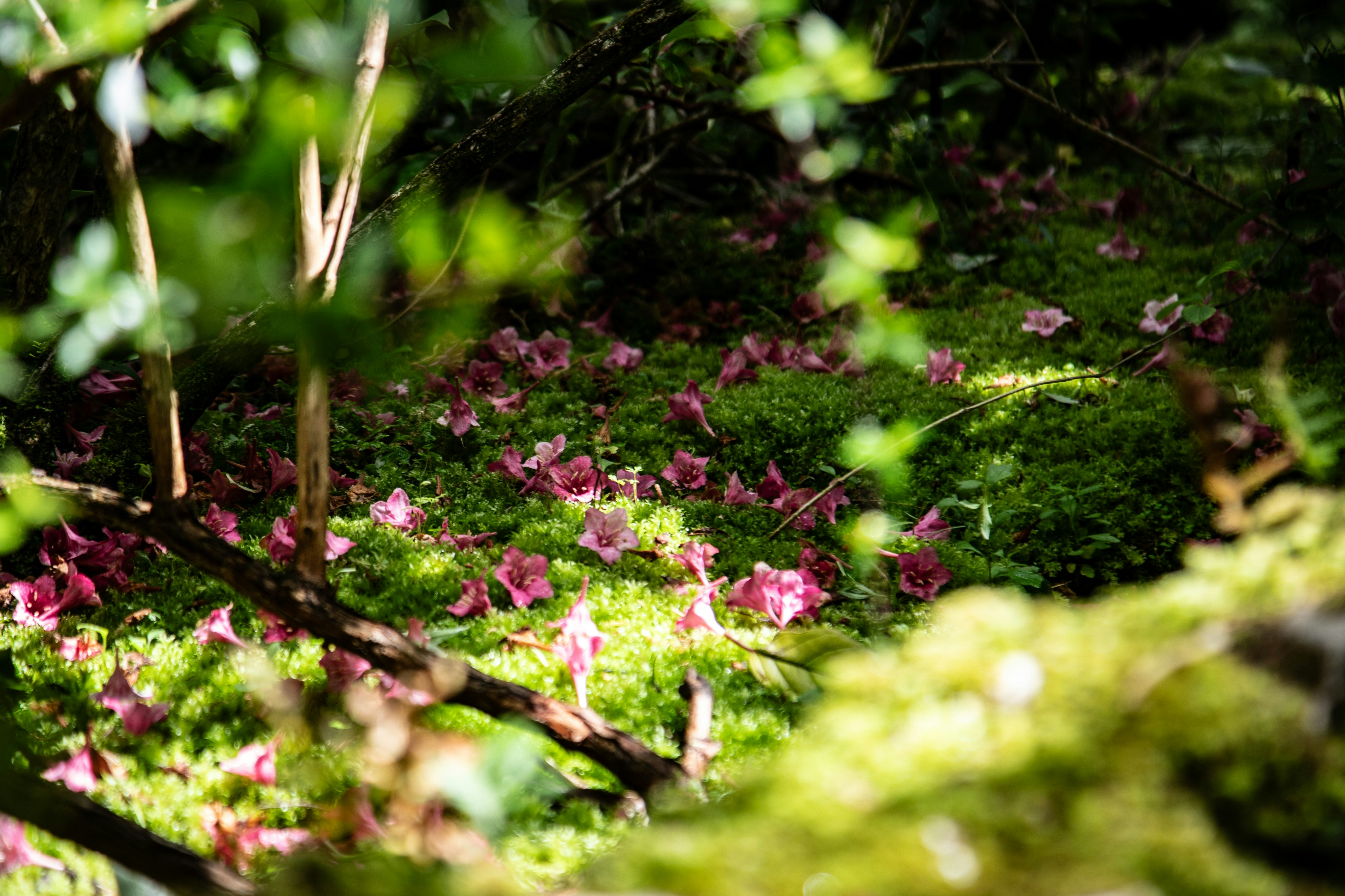Blooming Terrace: A Quiet Patch of Pink in the Sunlit Garden