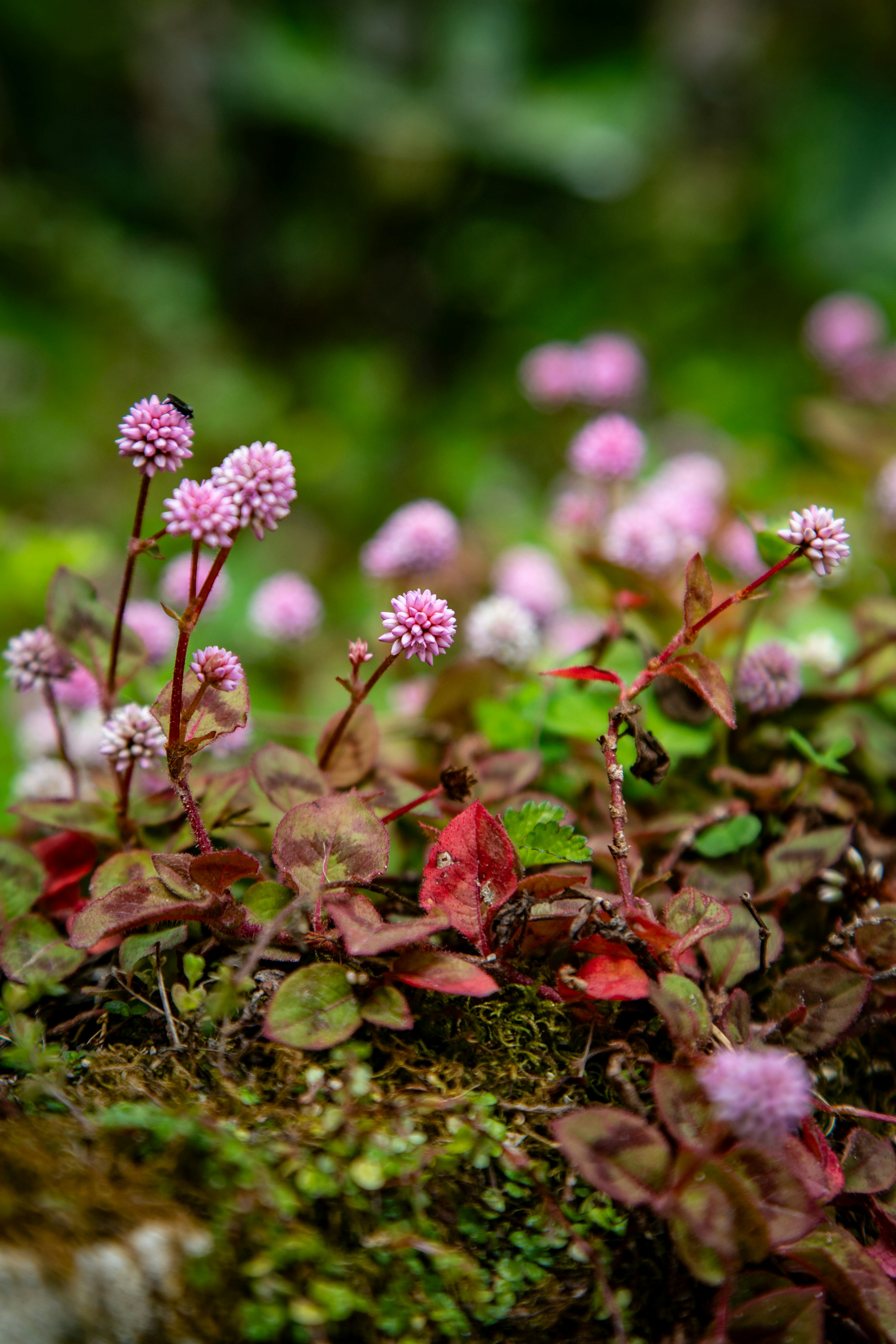 Pink globe blossoms among mossy ground