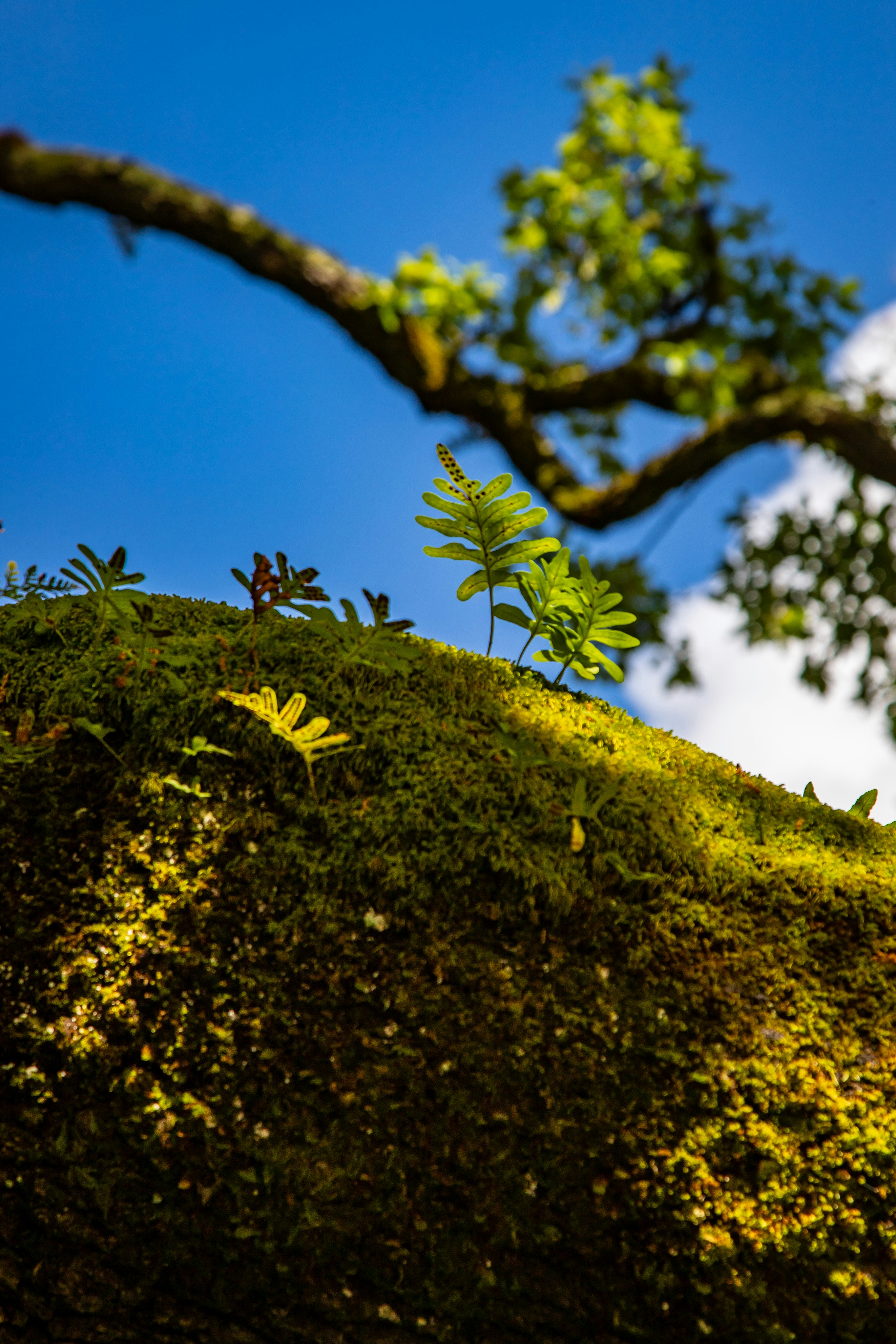 Close-up of mossy rock and fern sprout under a blue sky