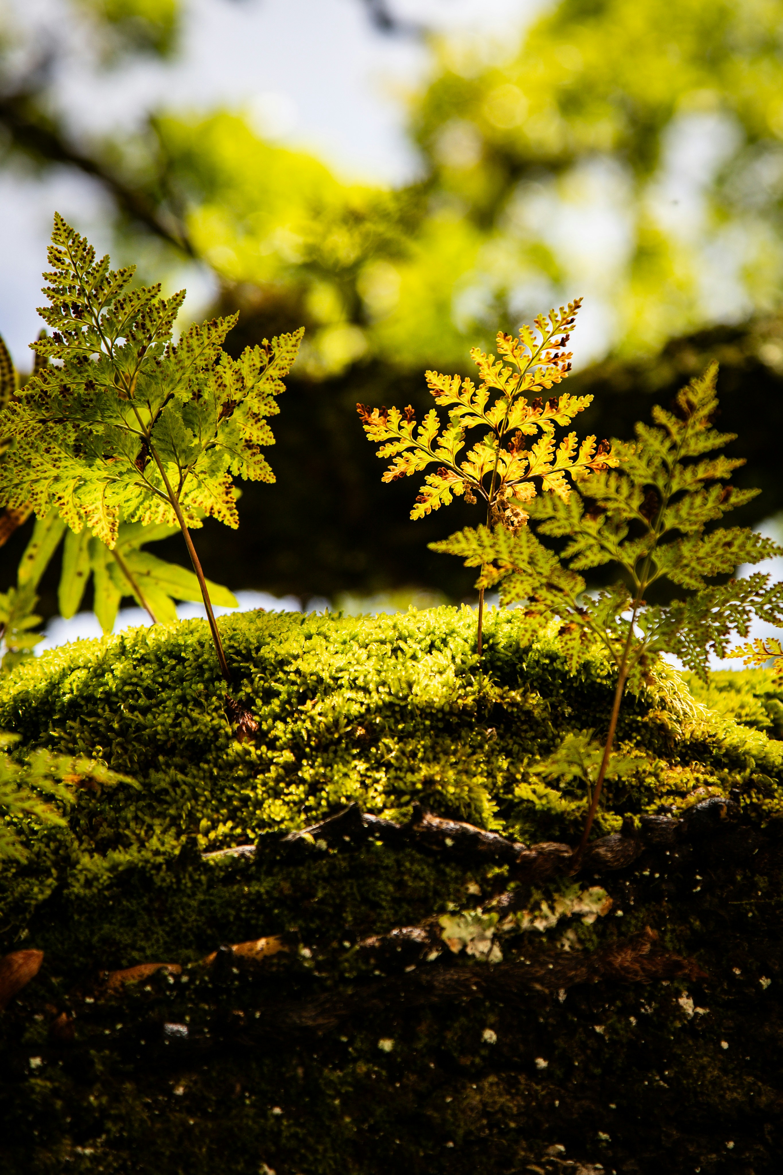 Bright Ferns Reaching Over a mossy bank