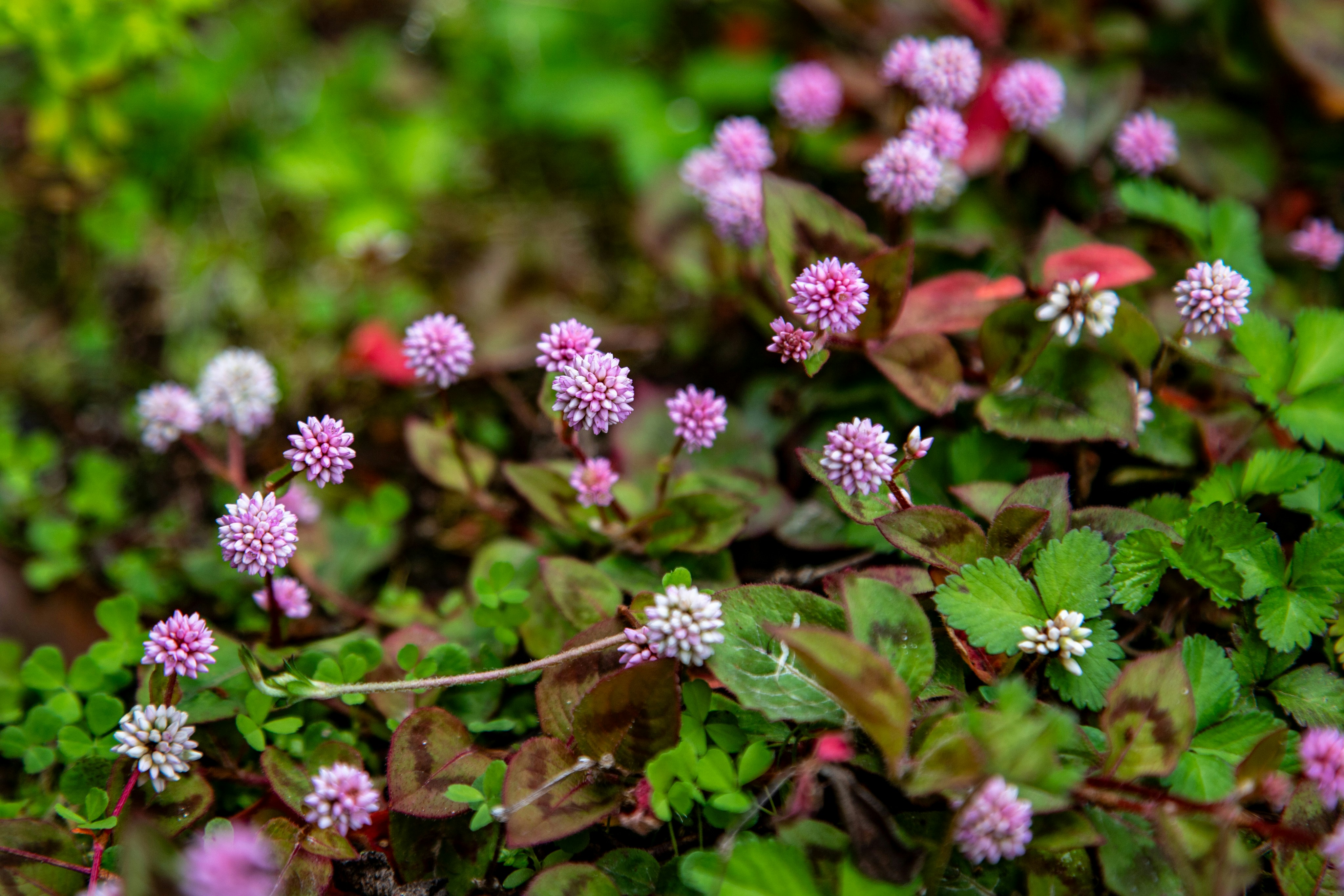 Garden Jewels: Soft Pink Globe-Flowers Among Green and Crimson Leaves
