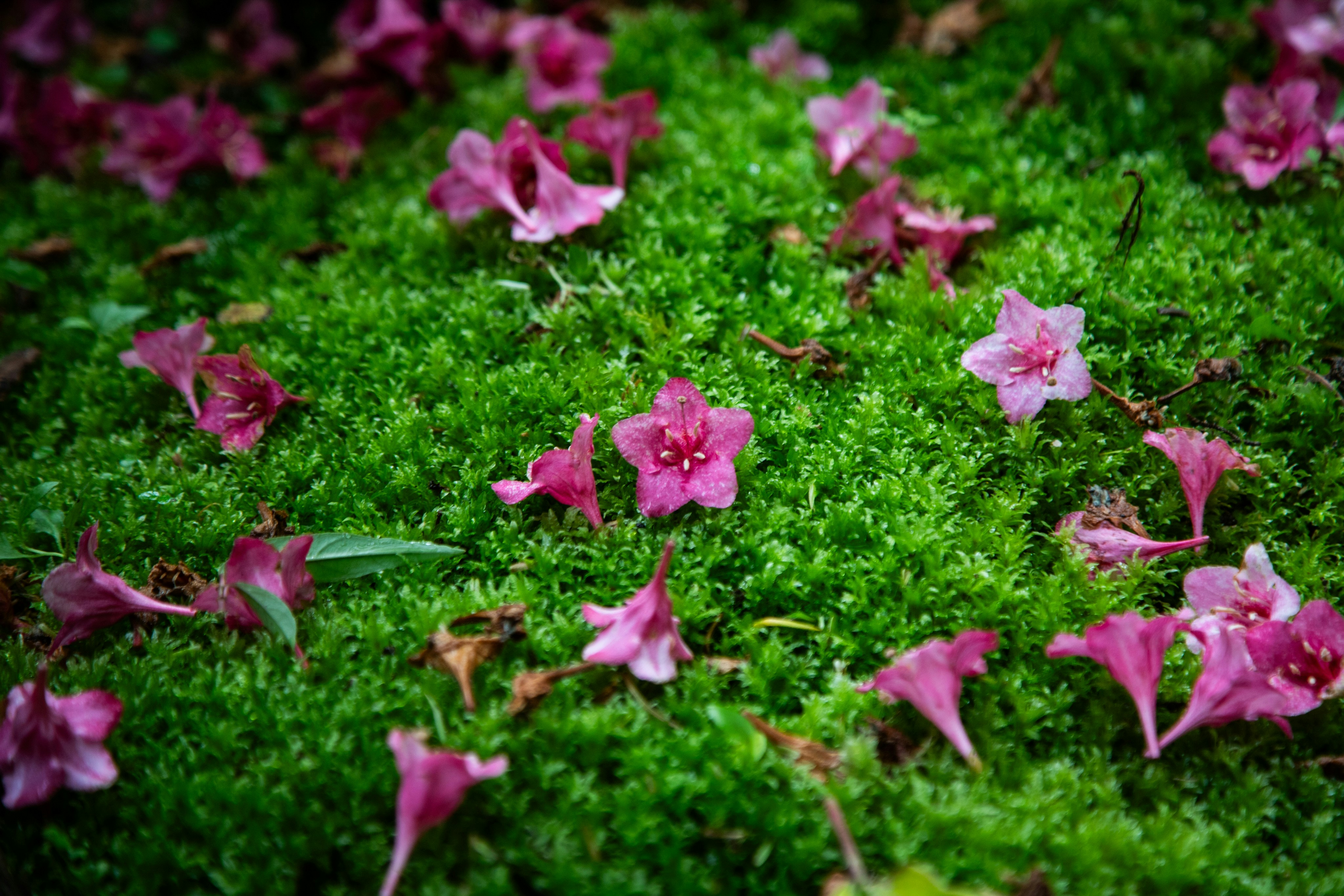 Petals in the Green Carpet: A Quiet Bloom Among Moss