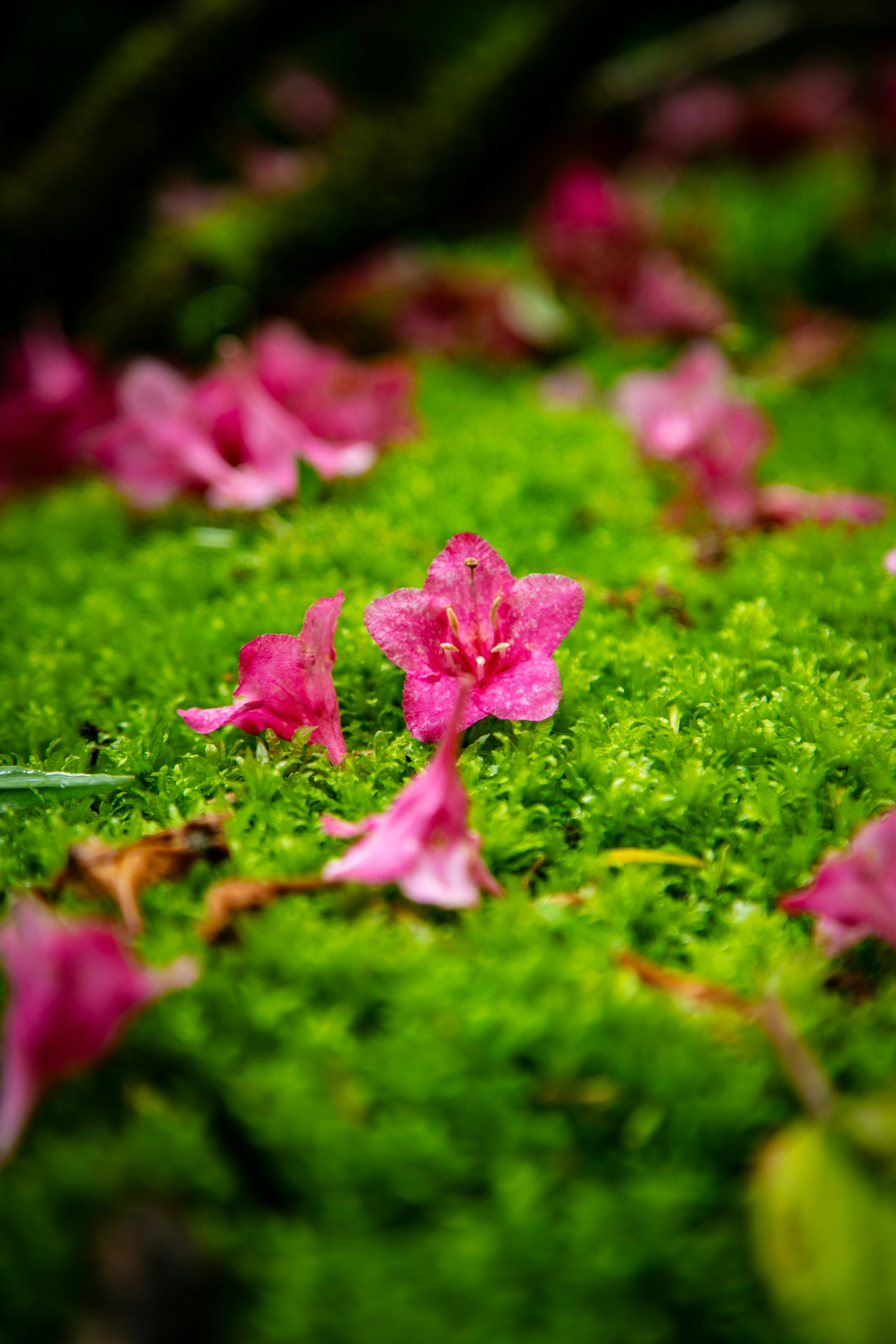 Pink blossoms among emerald moss: a quiet garden vignette
