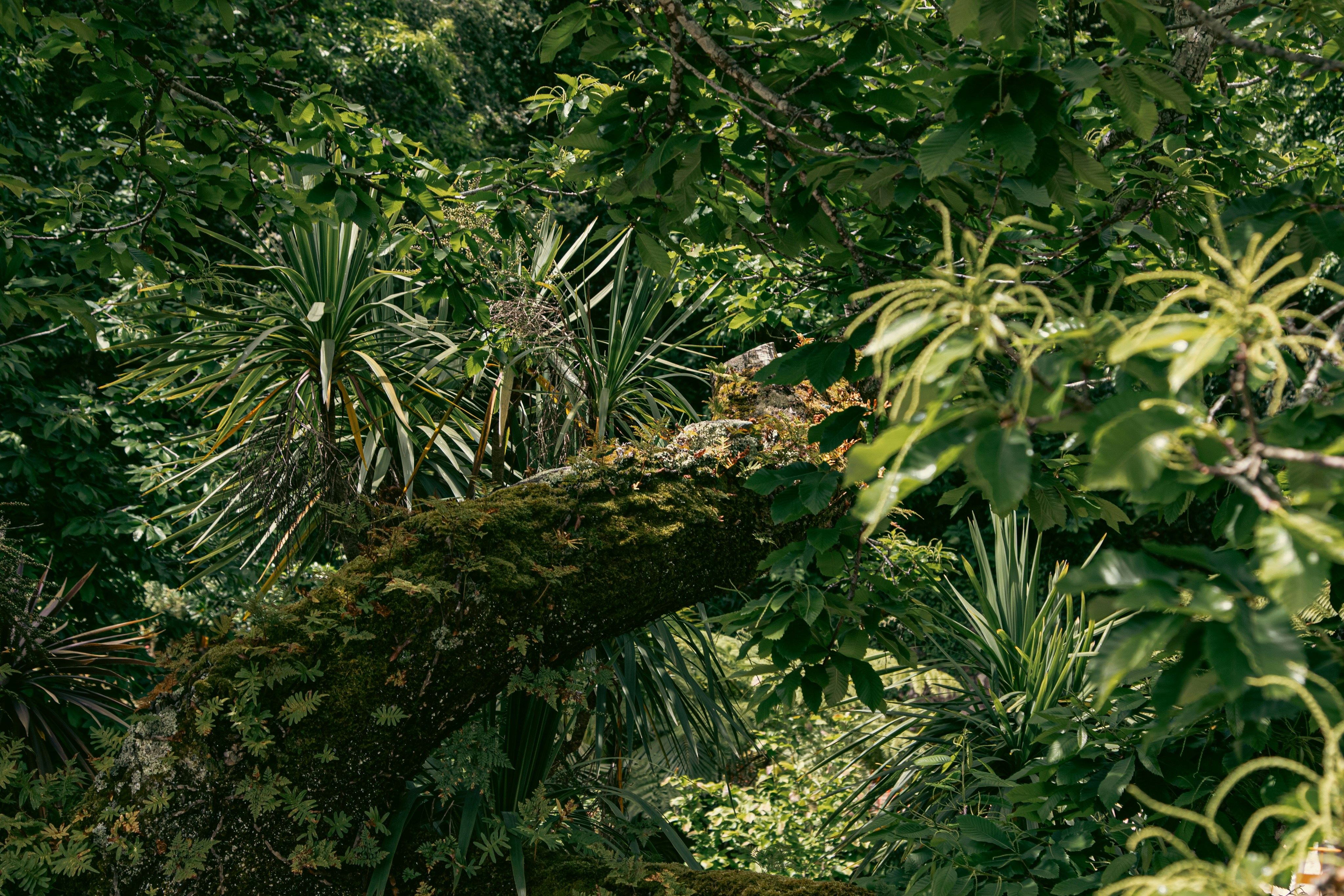 Hidden Green Canopy: A Quiet Moment in the Garden