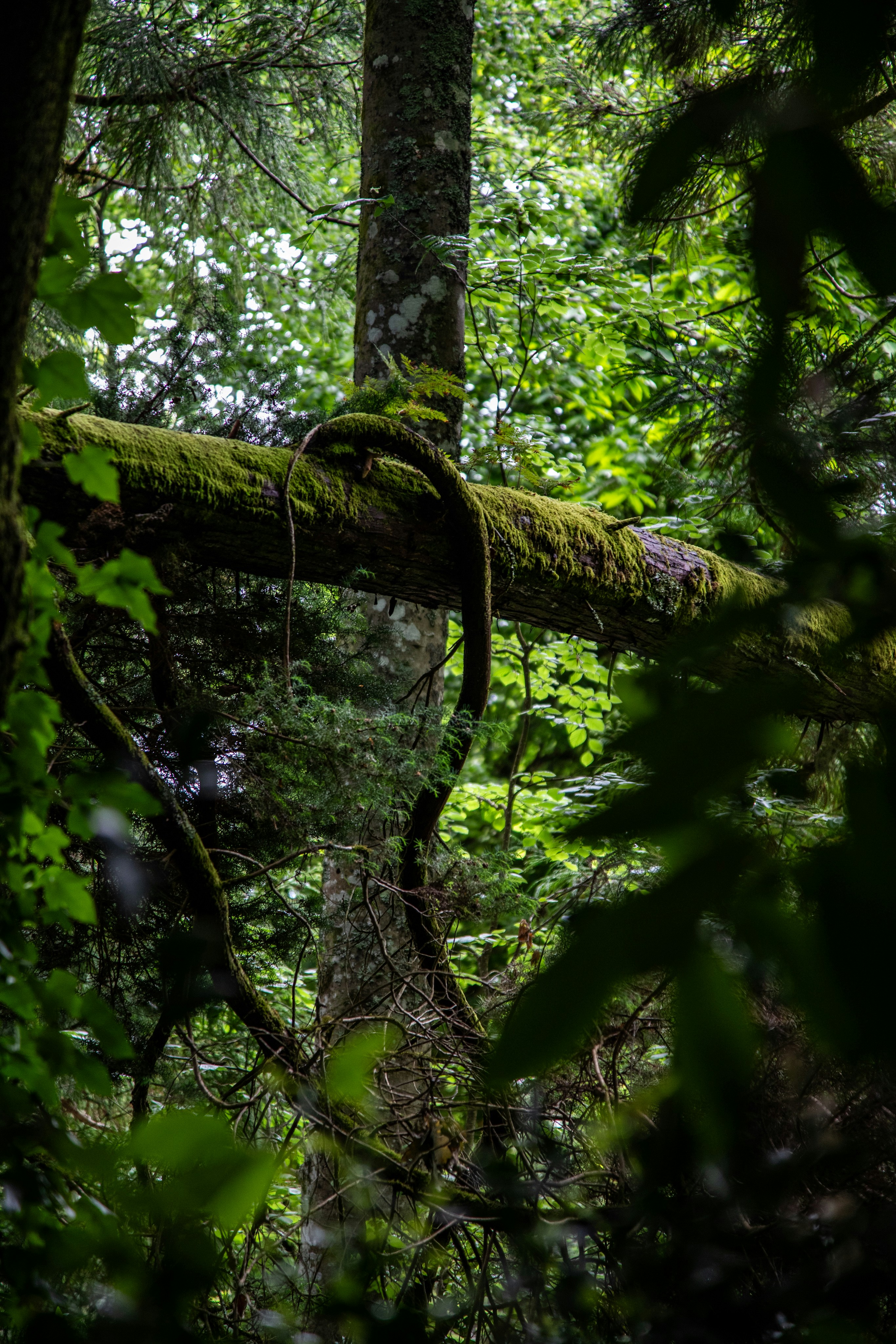 Moss-Covered Log Span in Quiet Forest Canopy
