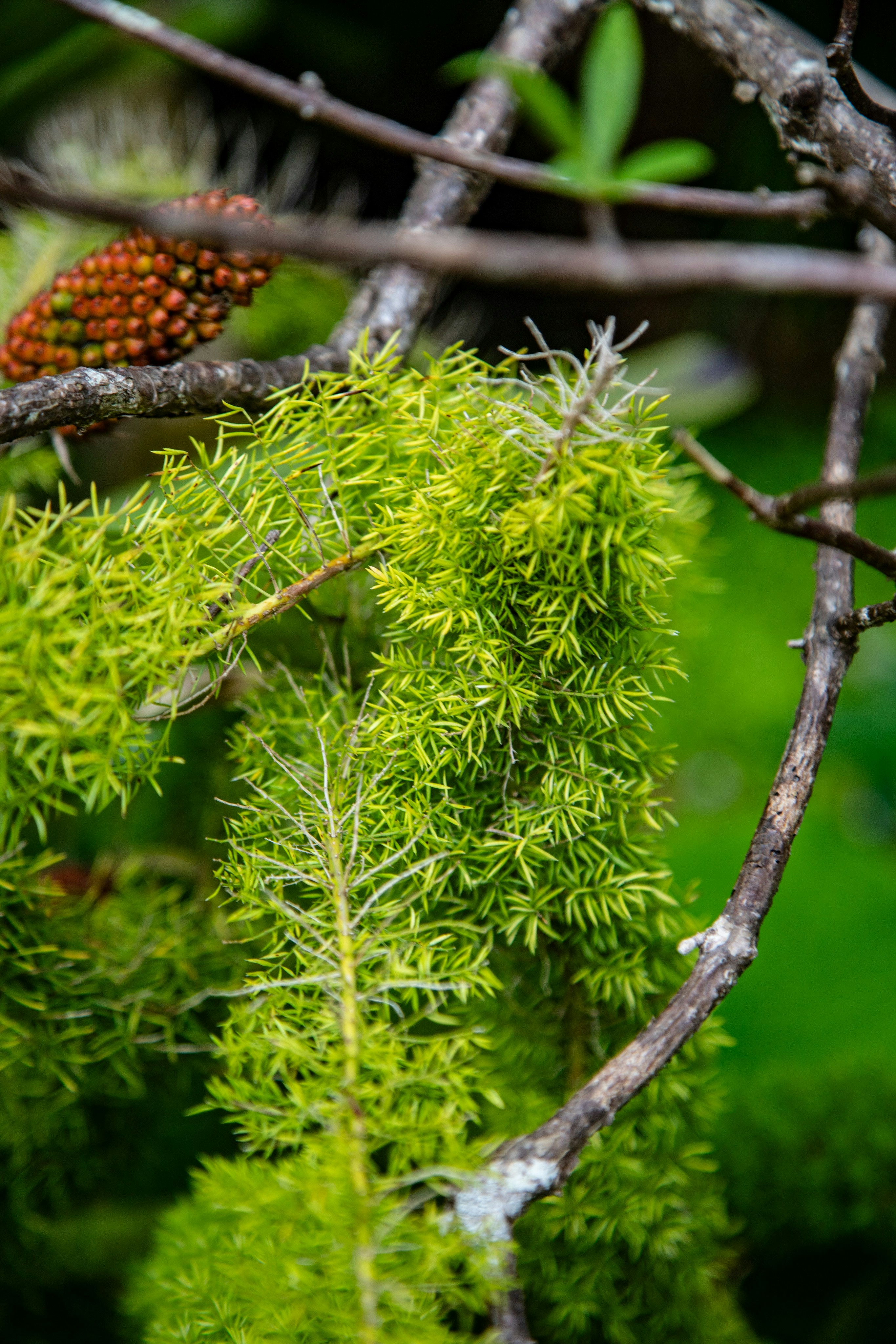 Emerald Ferns Framing a Mossy Branch Finding Color in Green