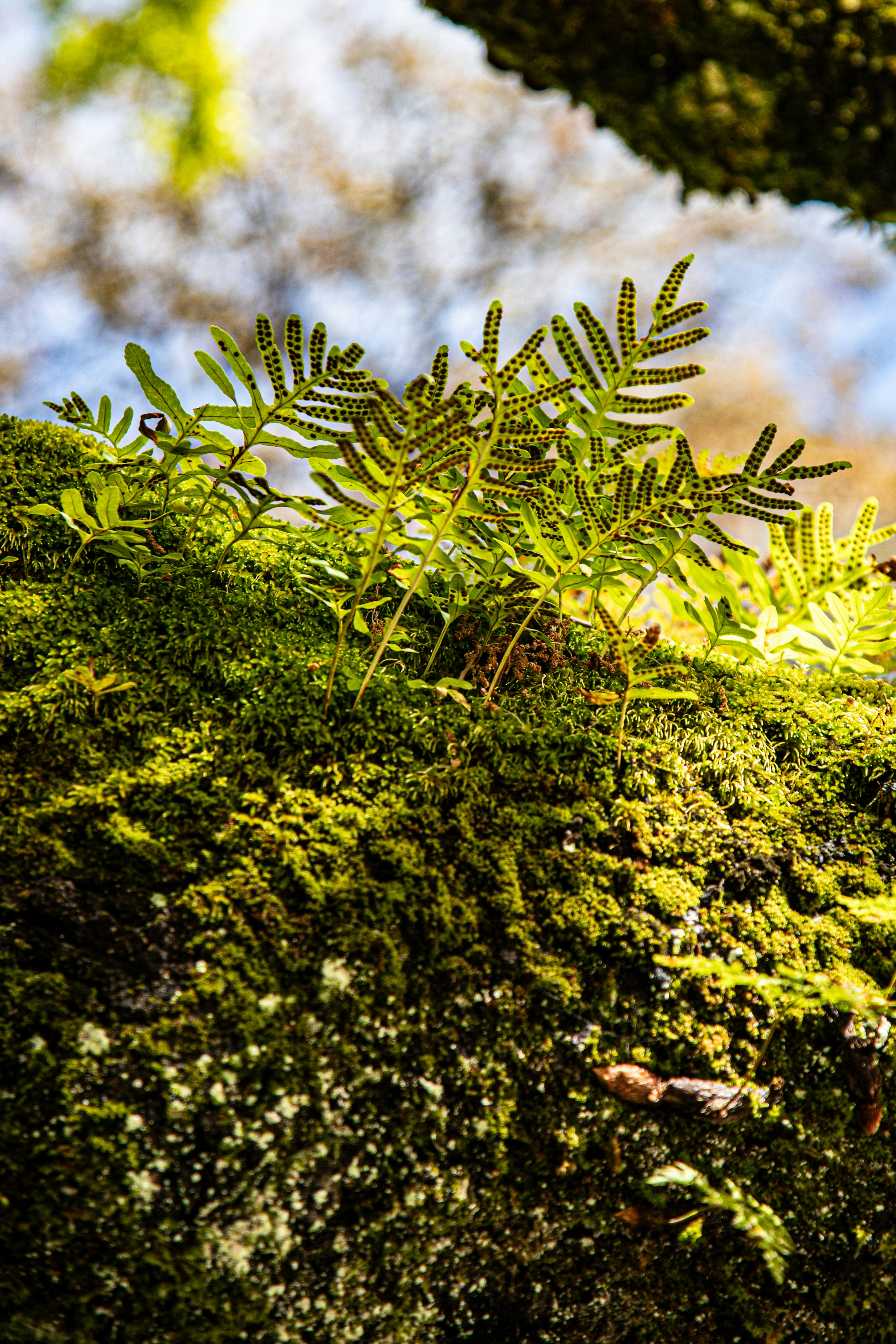 Fern Fronds Crowned by Moss on Sunlit Forest Wall