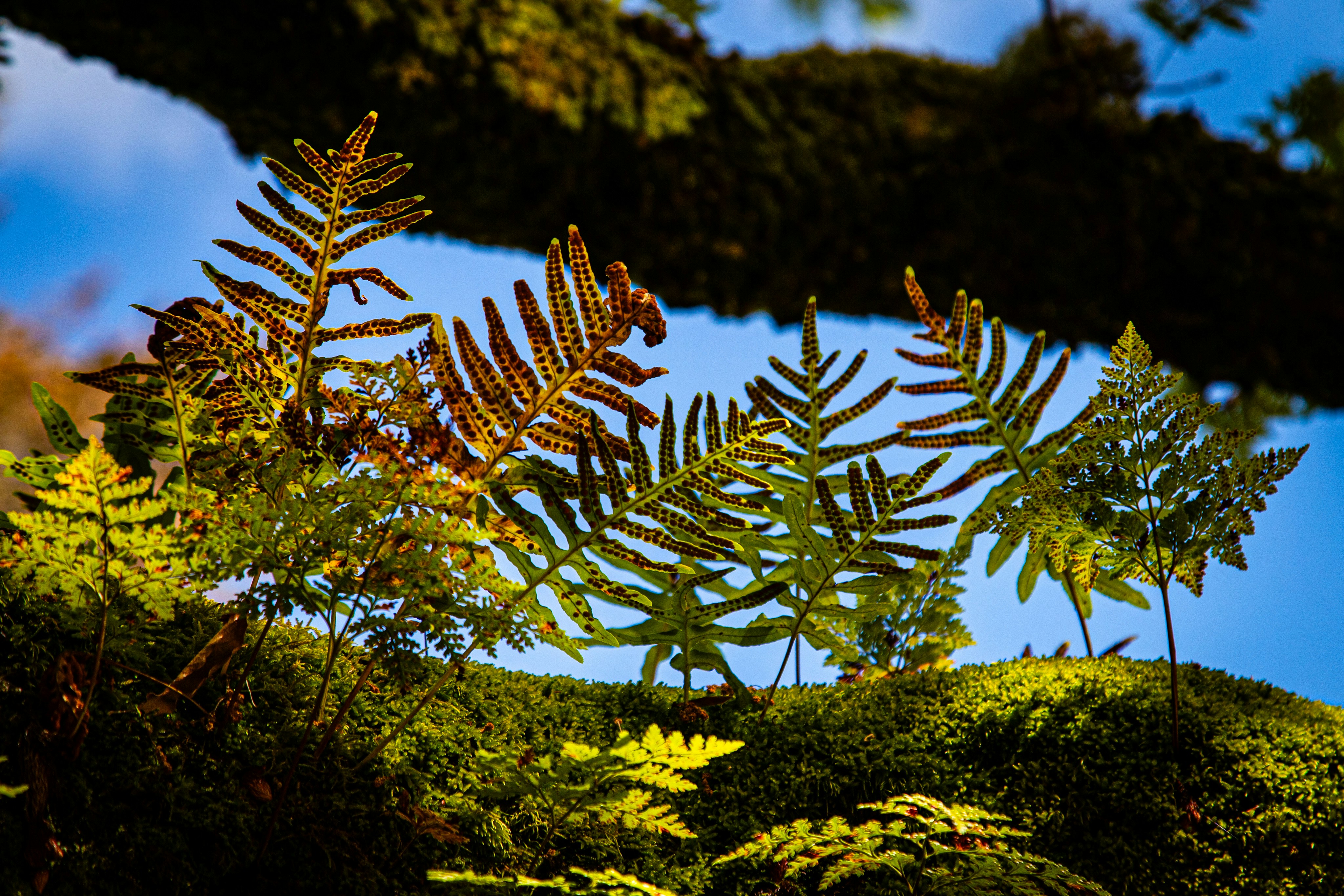 Fern Fronds Against a Blue Sky: Sunlit Archive of Springtime