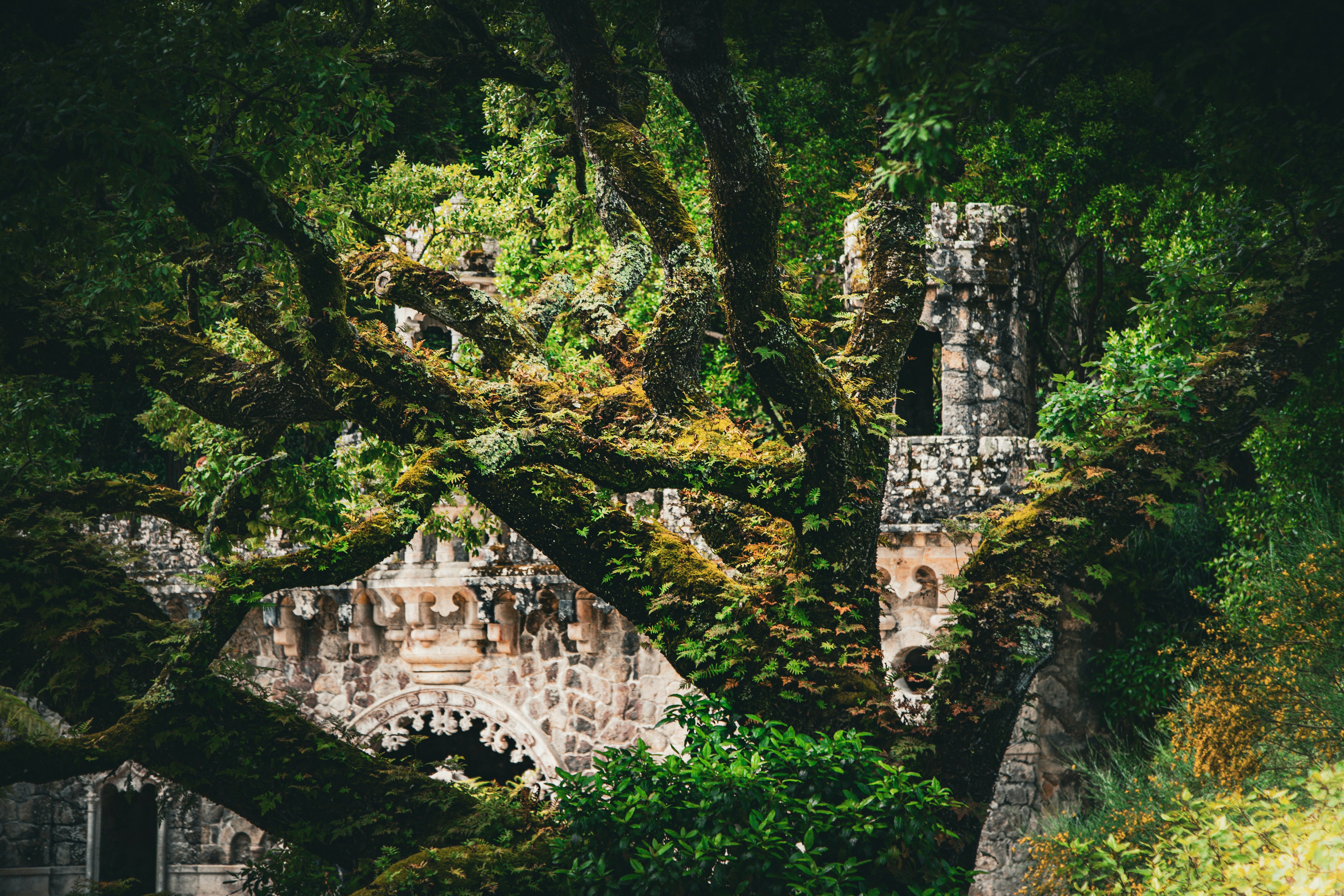 Ancient carvings emerge beneath a moss-draped tree