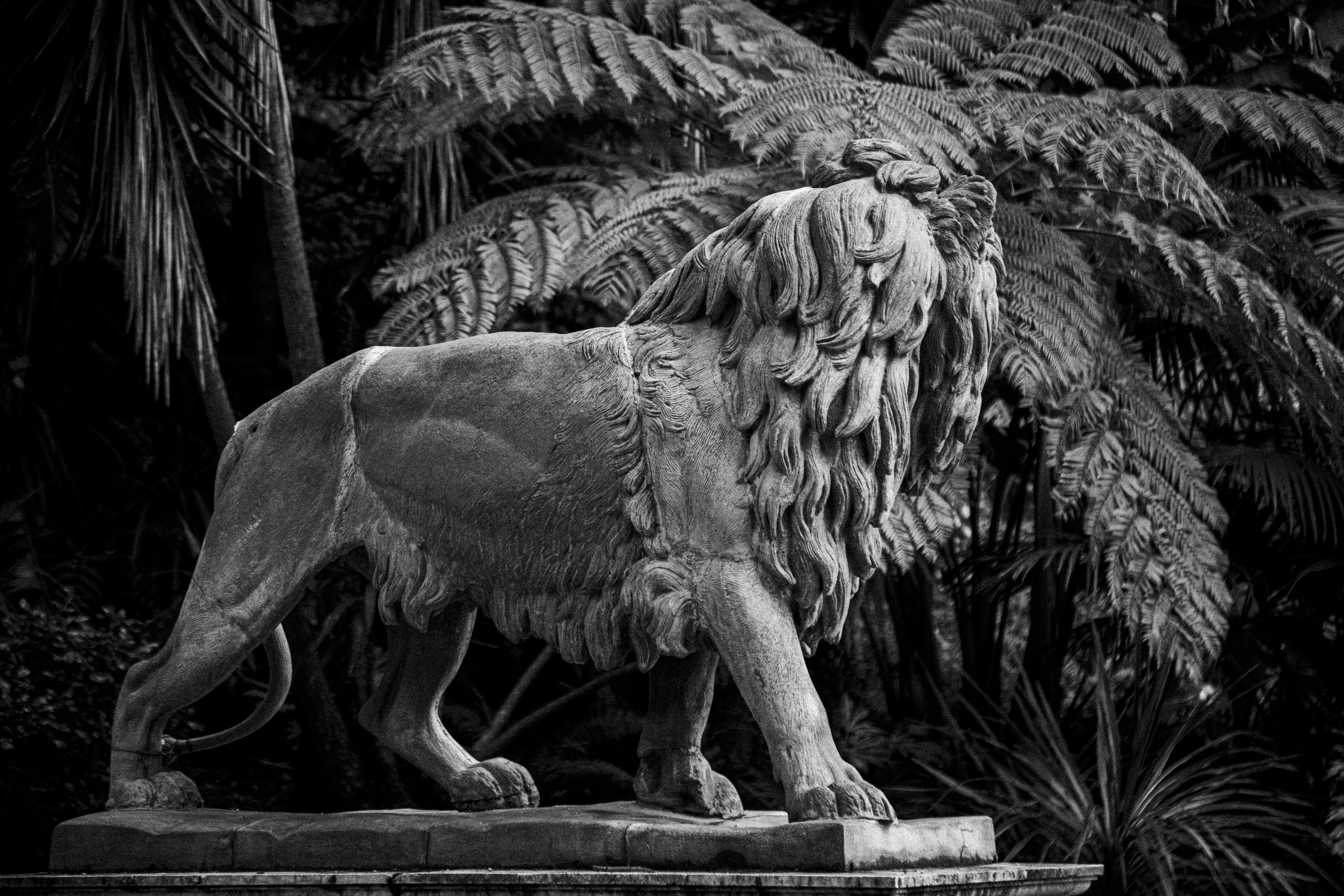 Stone Sentinel: A Lion Statue Guarding the Ferns
