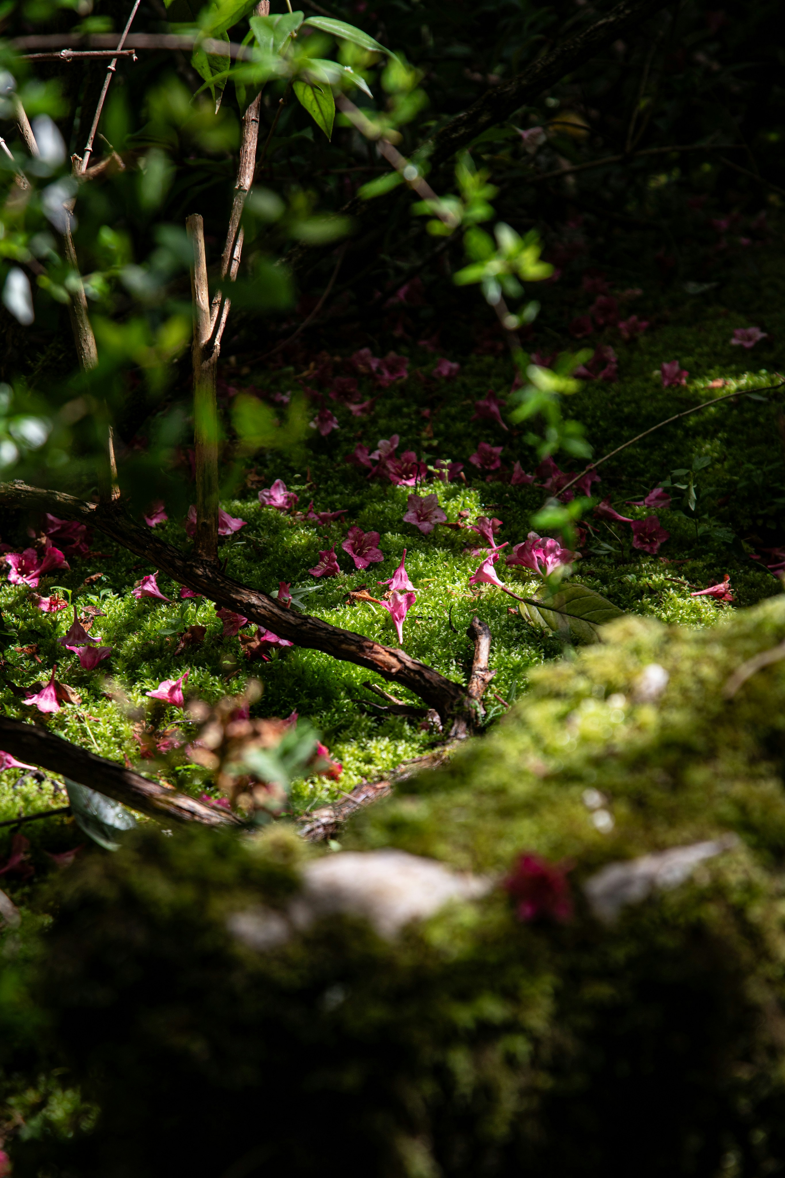Whispering Moss and Pink Blooms in a Shaded Clearing