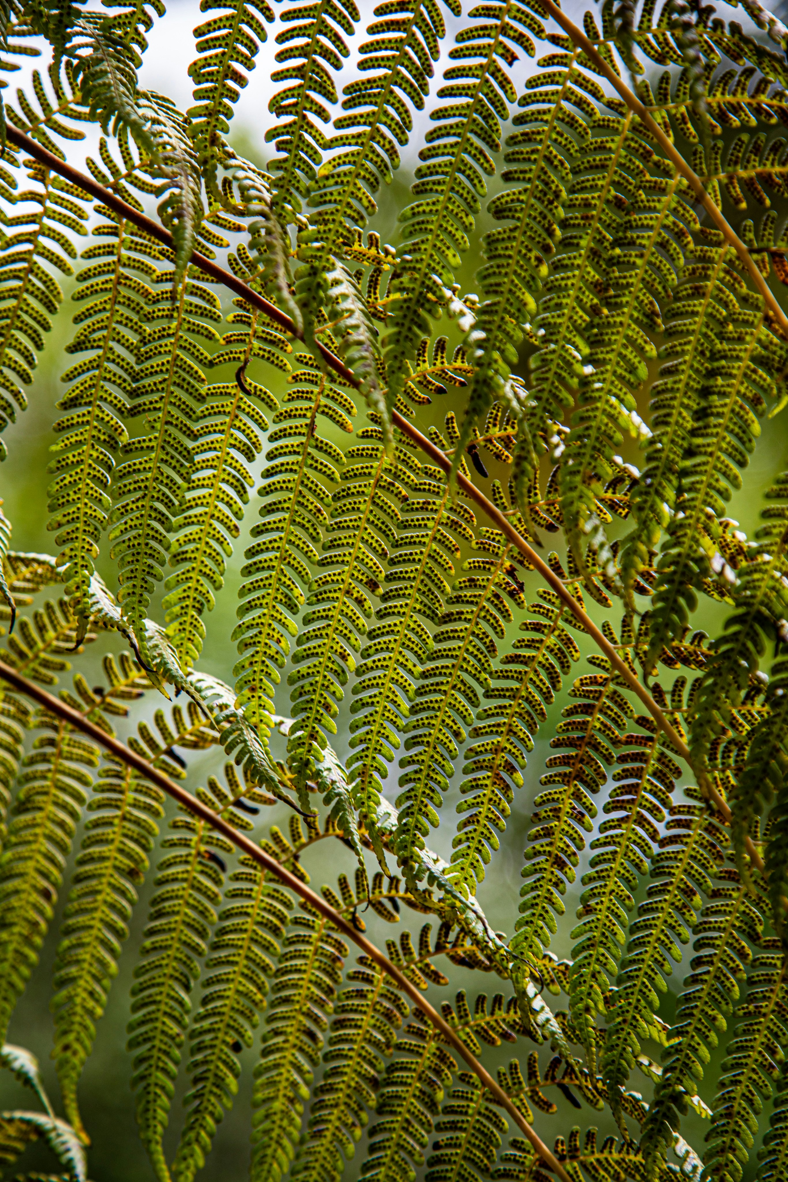 Fronds in Focus: A Close-Up of Fernery Textures