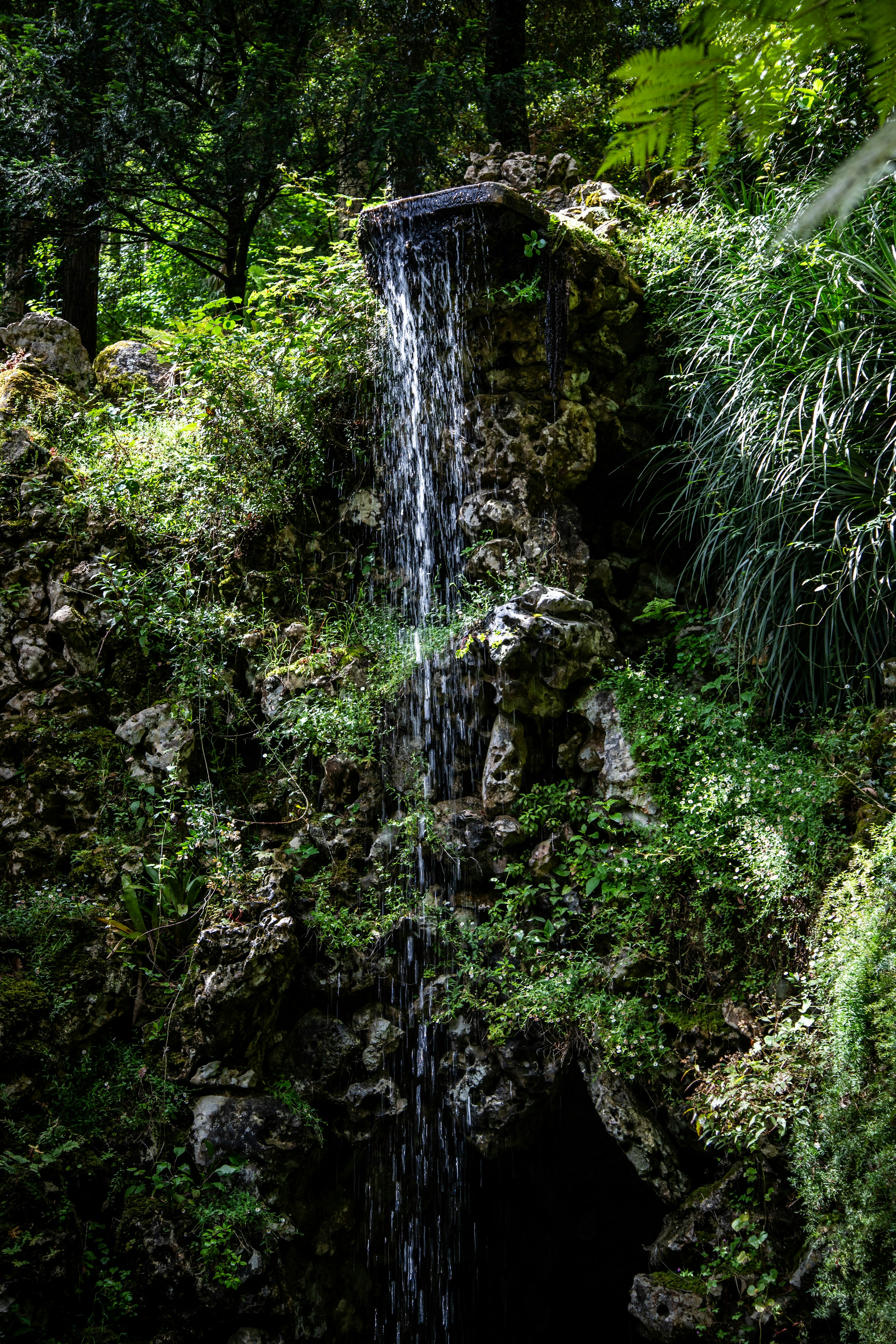 Verdant Cascade: A Hidden Waterfall Framed by Rock and Ferns