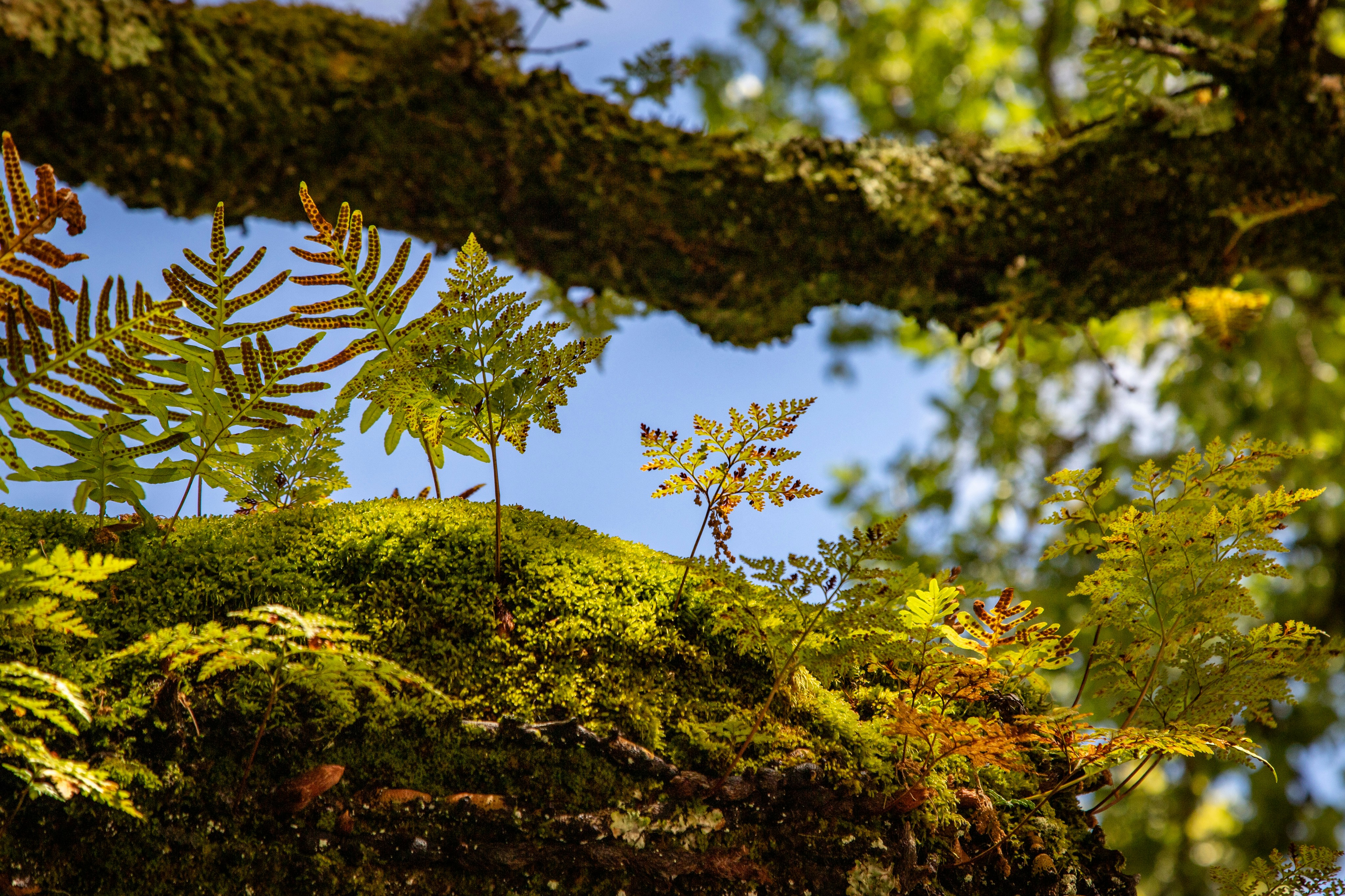 Ferns and Moss on Sunlit Rock: A Quiet Alpine Frieze