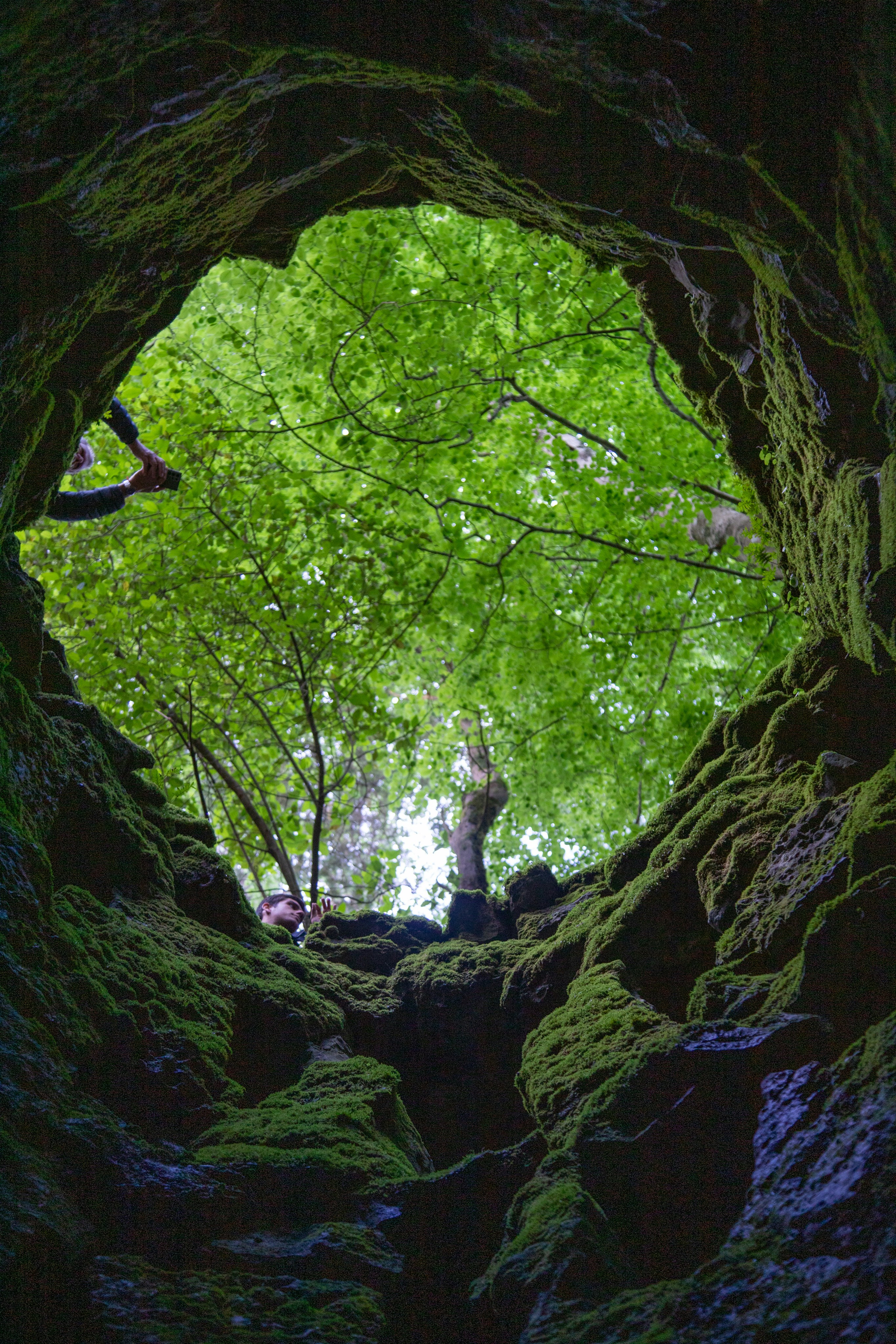 Green Skyward: The View Gaze from the Mouth of Mossy Depths