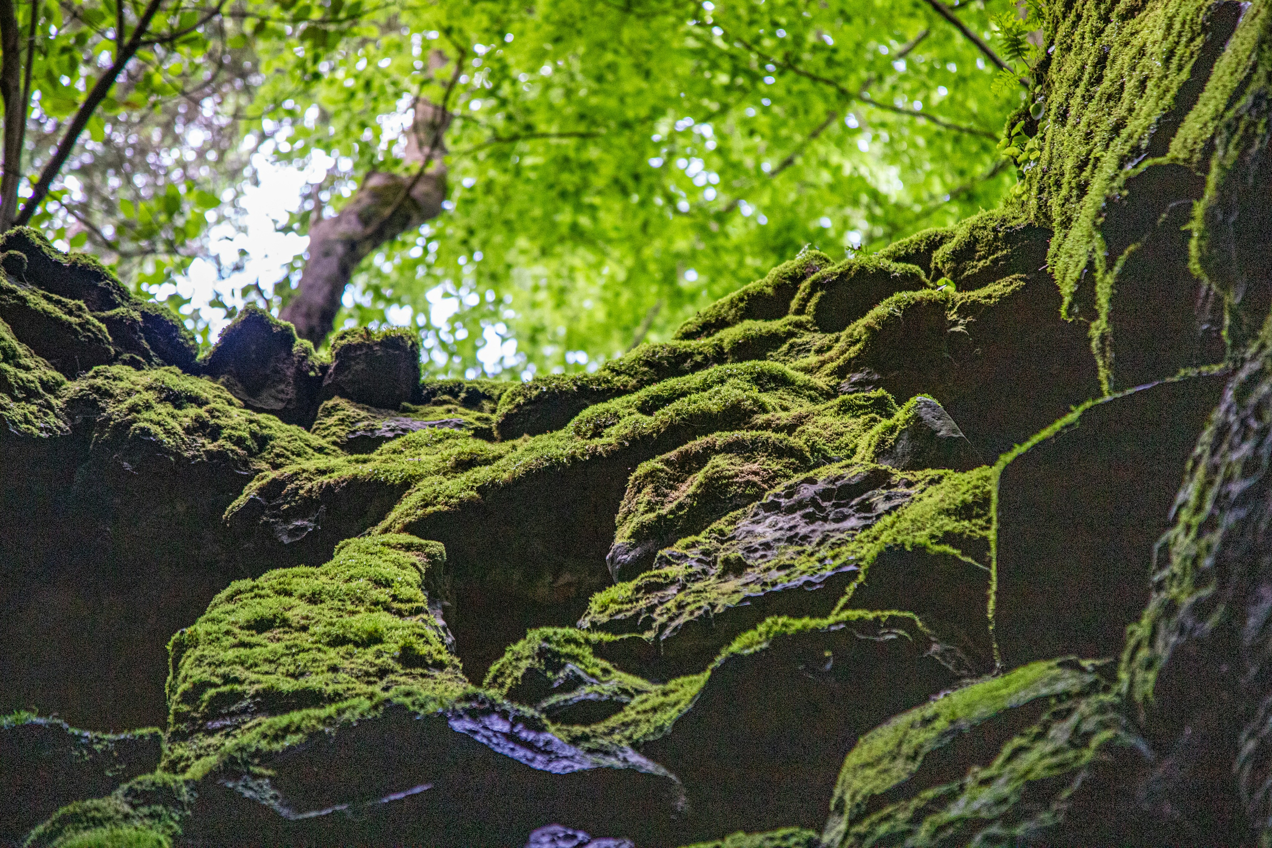 Moss-Covered Cliff Edge: Green Textures and Verdant Light