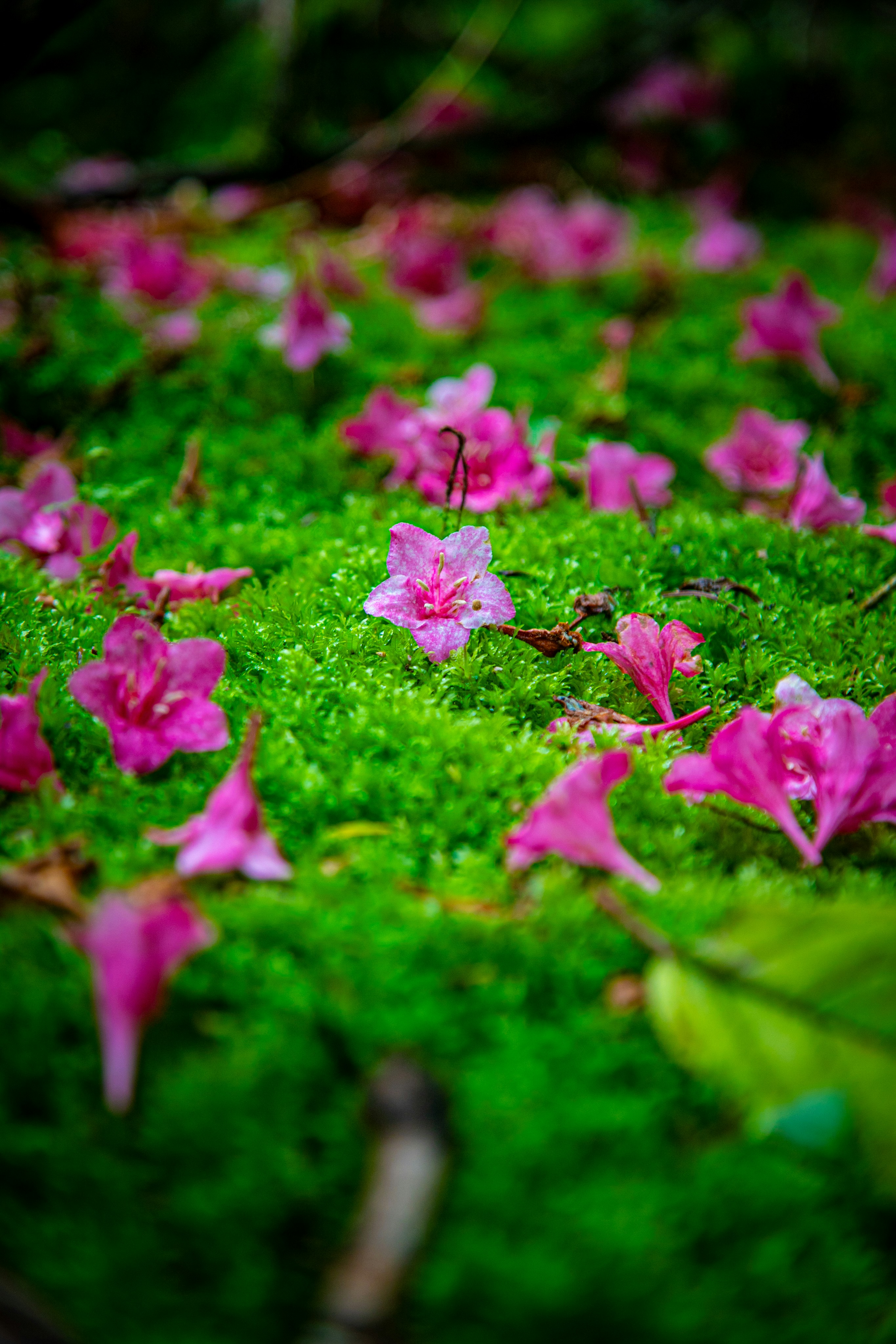 Center bloom among emerald moss