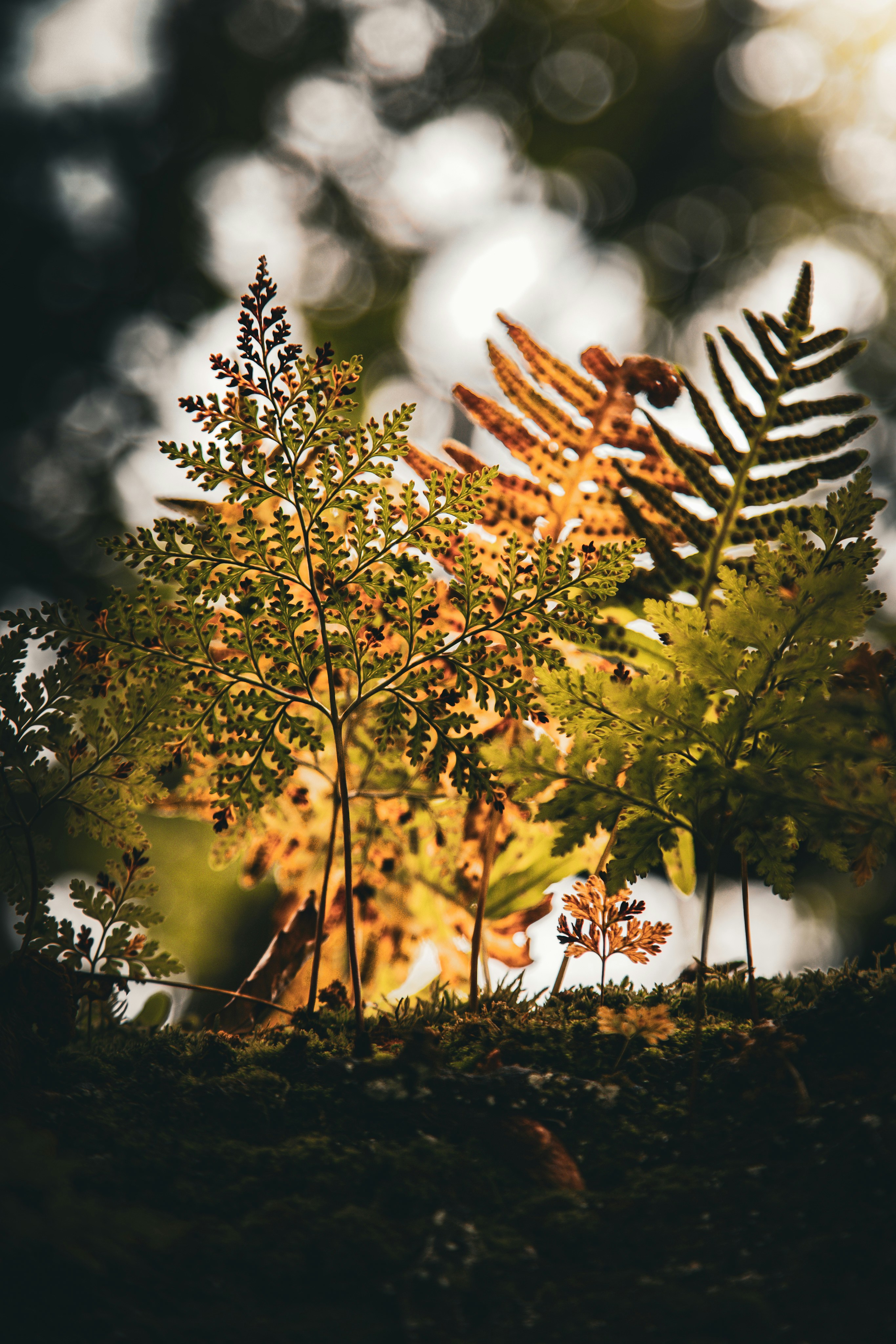 Sunlit Ferns in Focus: A Quiet Forest Moment