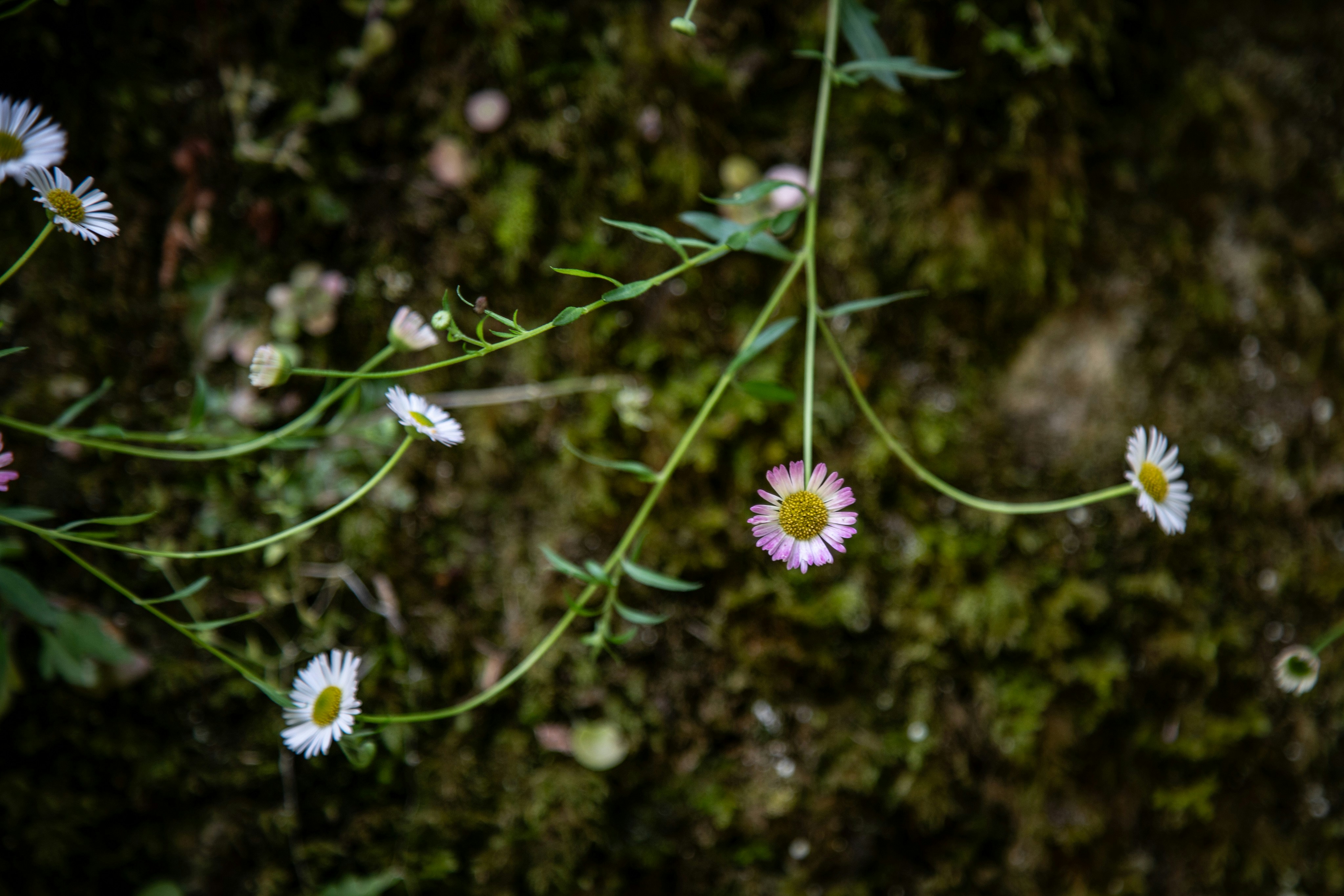 Daisy tendrils over mossy ground: a delicate roadside bloom in focus