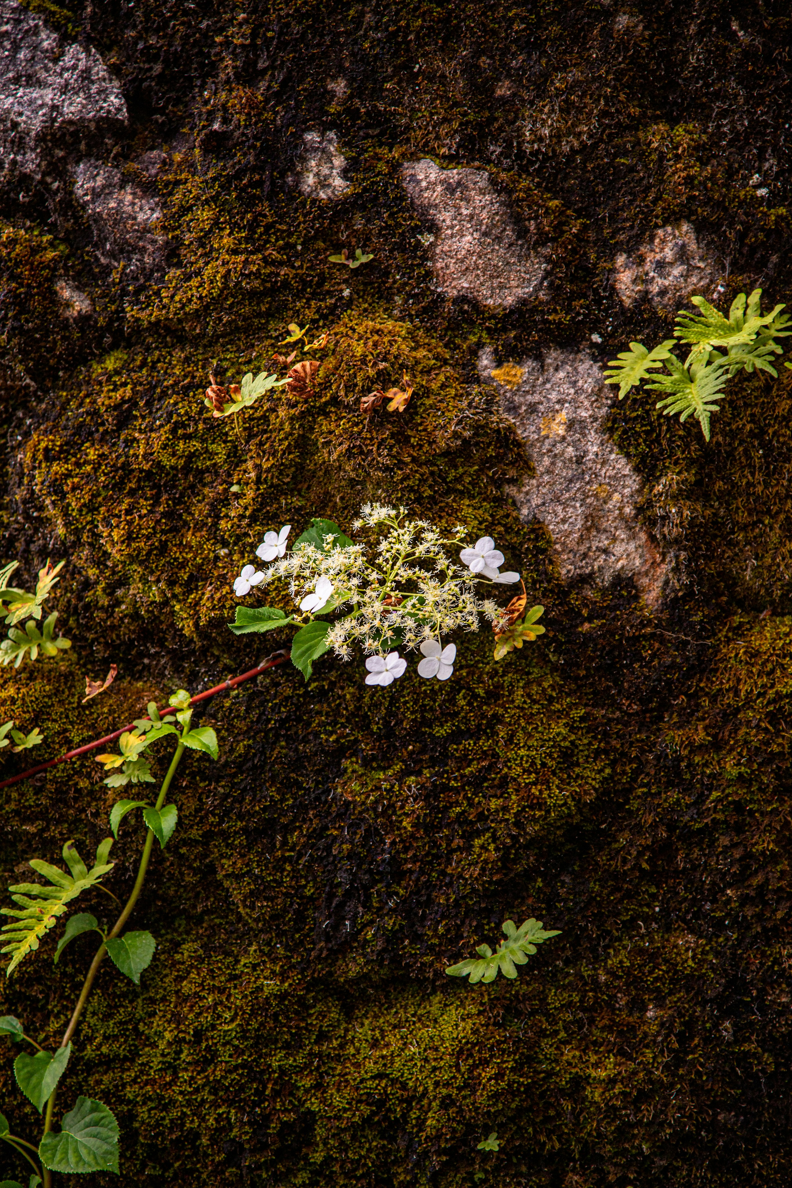 Lichen and Ferns Cling to Stone: A Quiet Green Tapestry