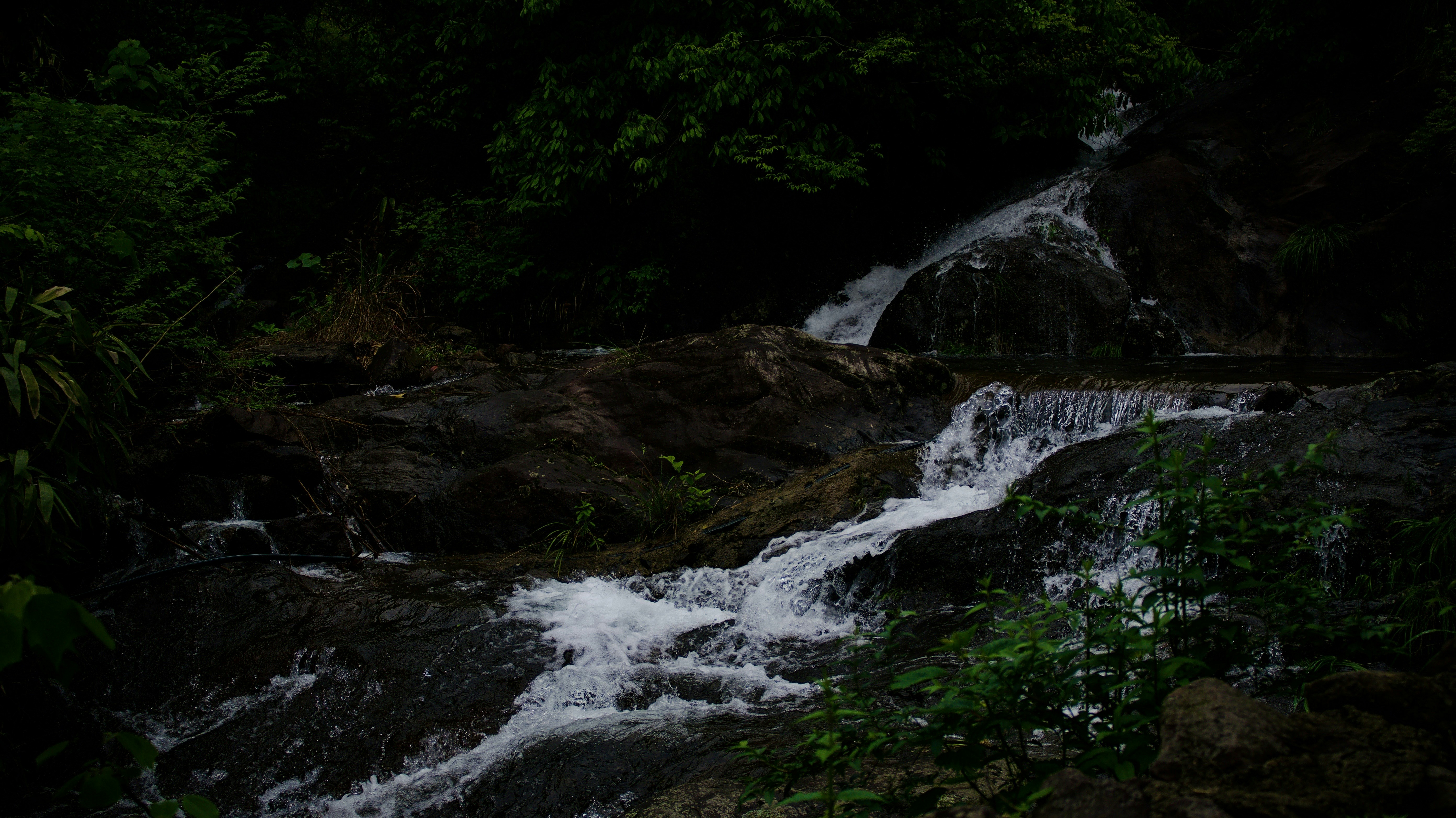 Whispering Falls in a Shadowed Forest