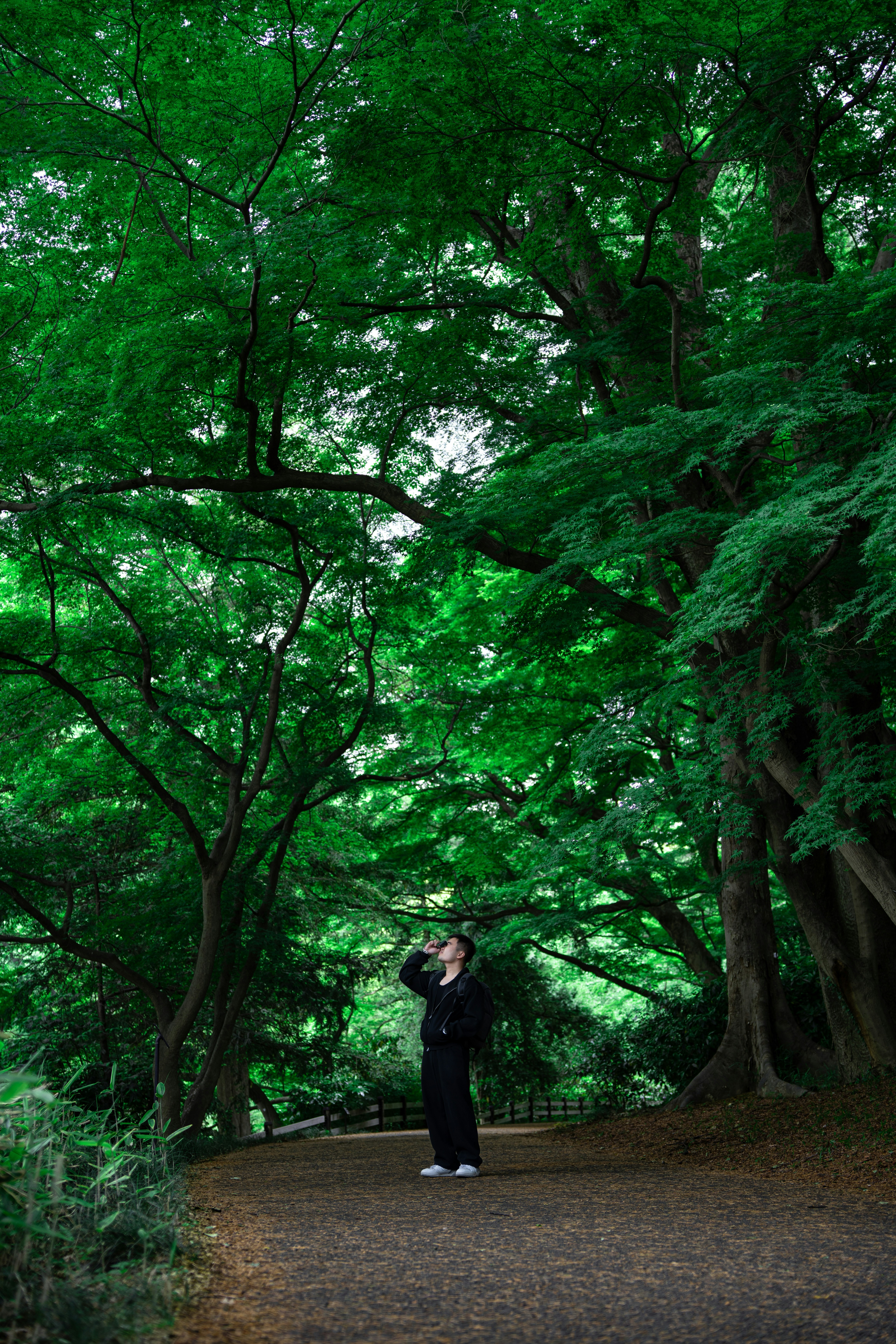 Traveler Beneath a Green Cathedral