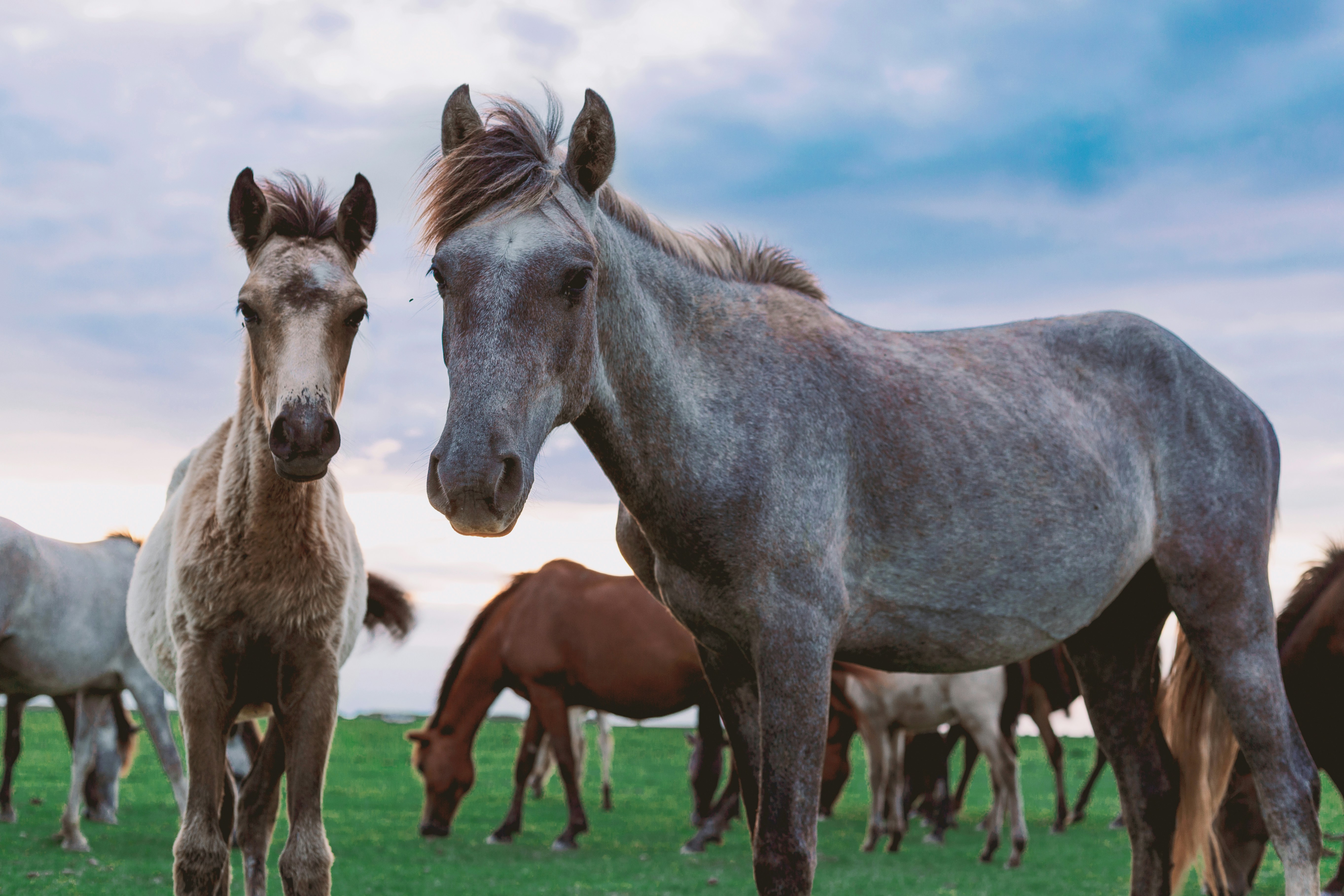 Curious Grazing: A Pair of Horses at the Edge of the Meadow