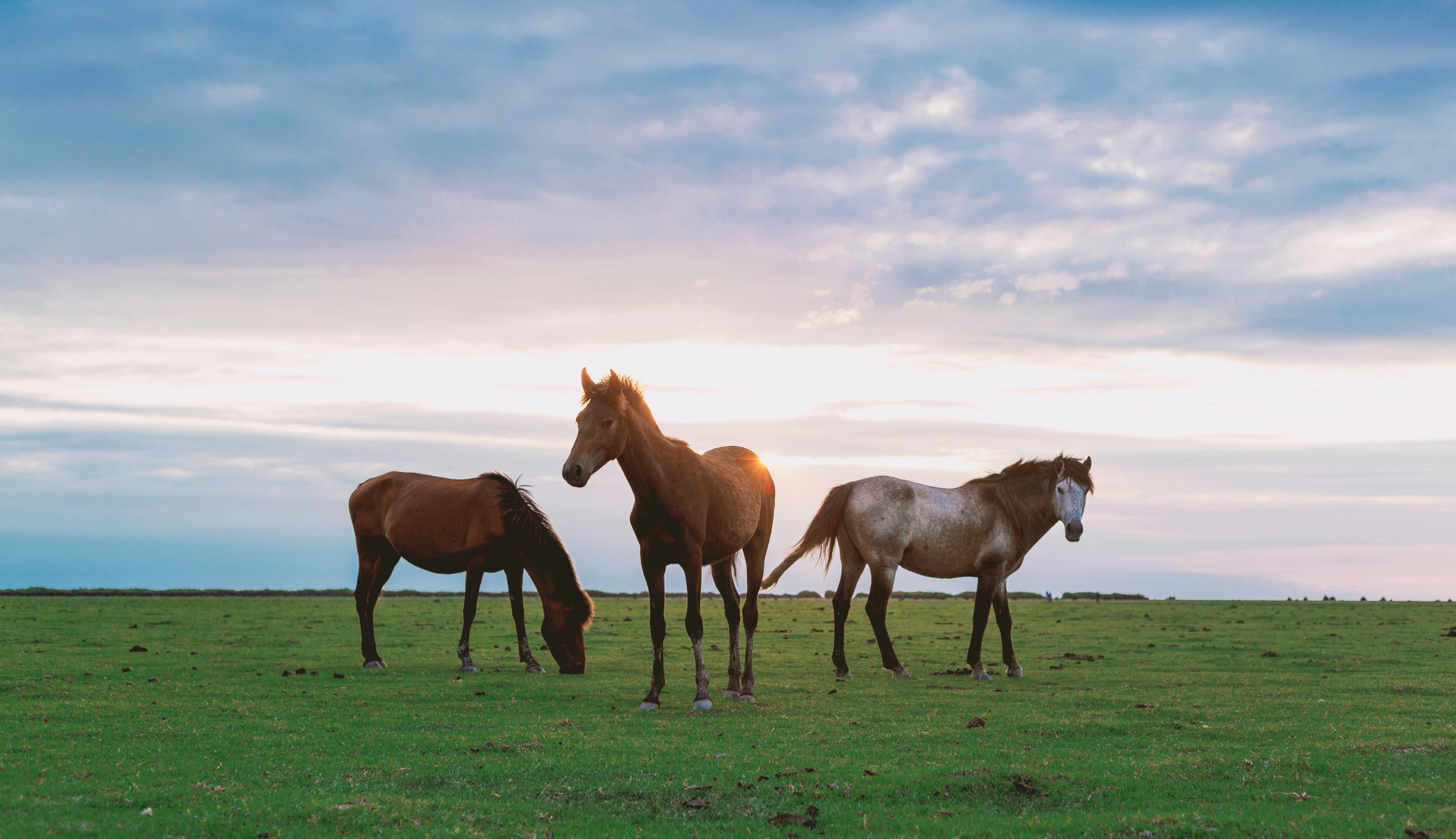 Horses at Dusk: Trio on a Quiet Prairie