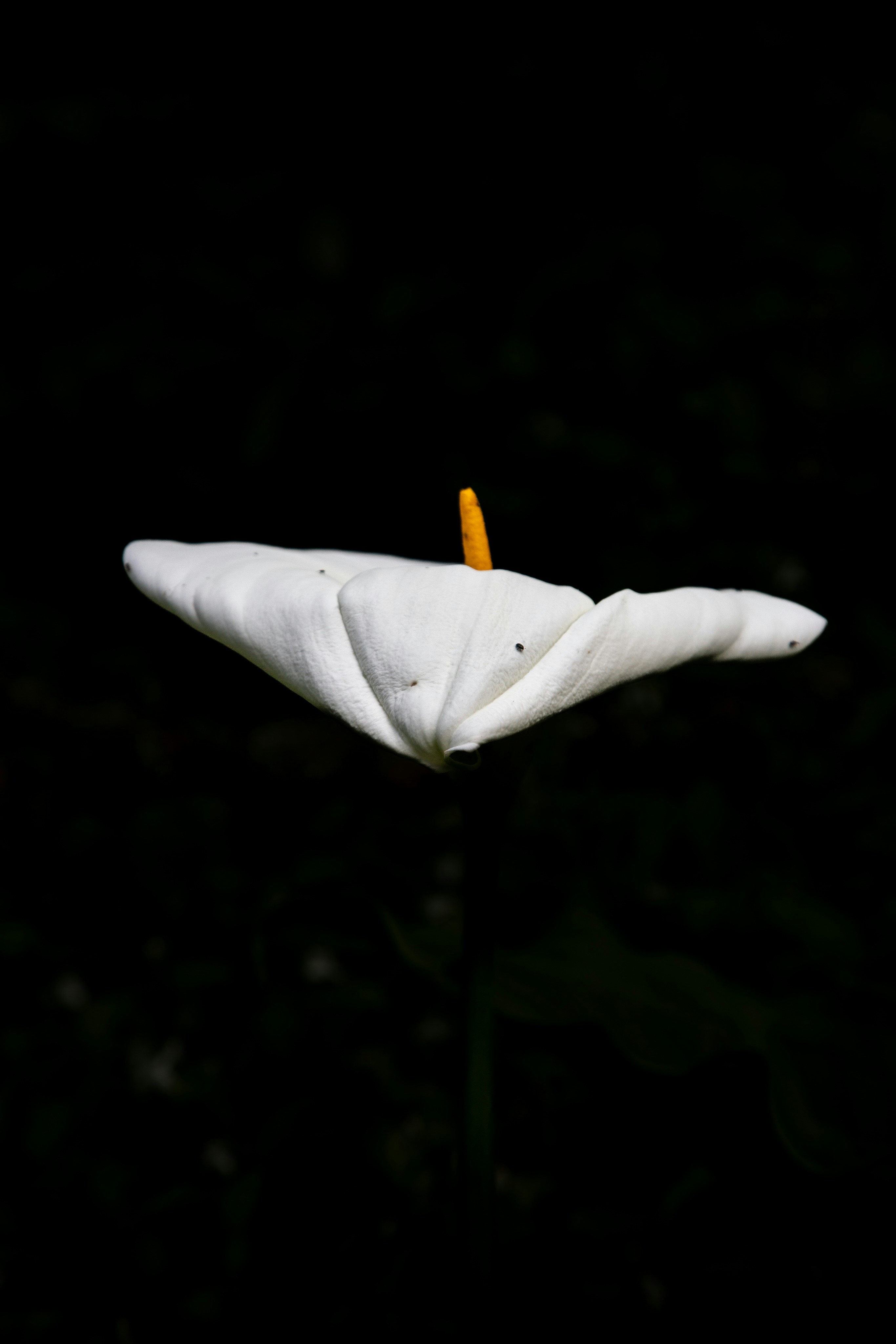 Single White Lily Against Darkness