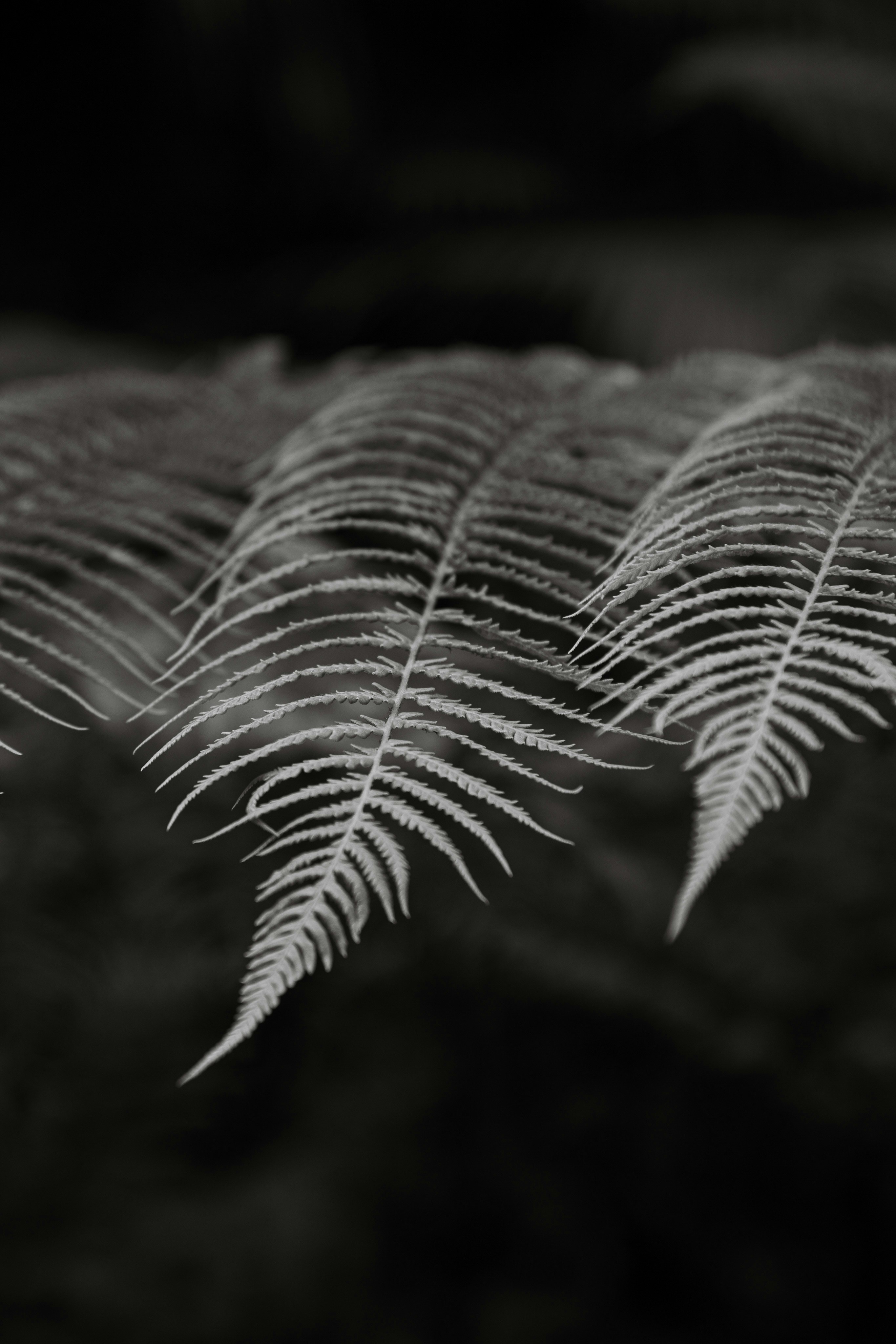 Monochrome fern: delicate fronds in sharp relief against a soft, shadowed backdrop