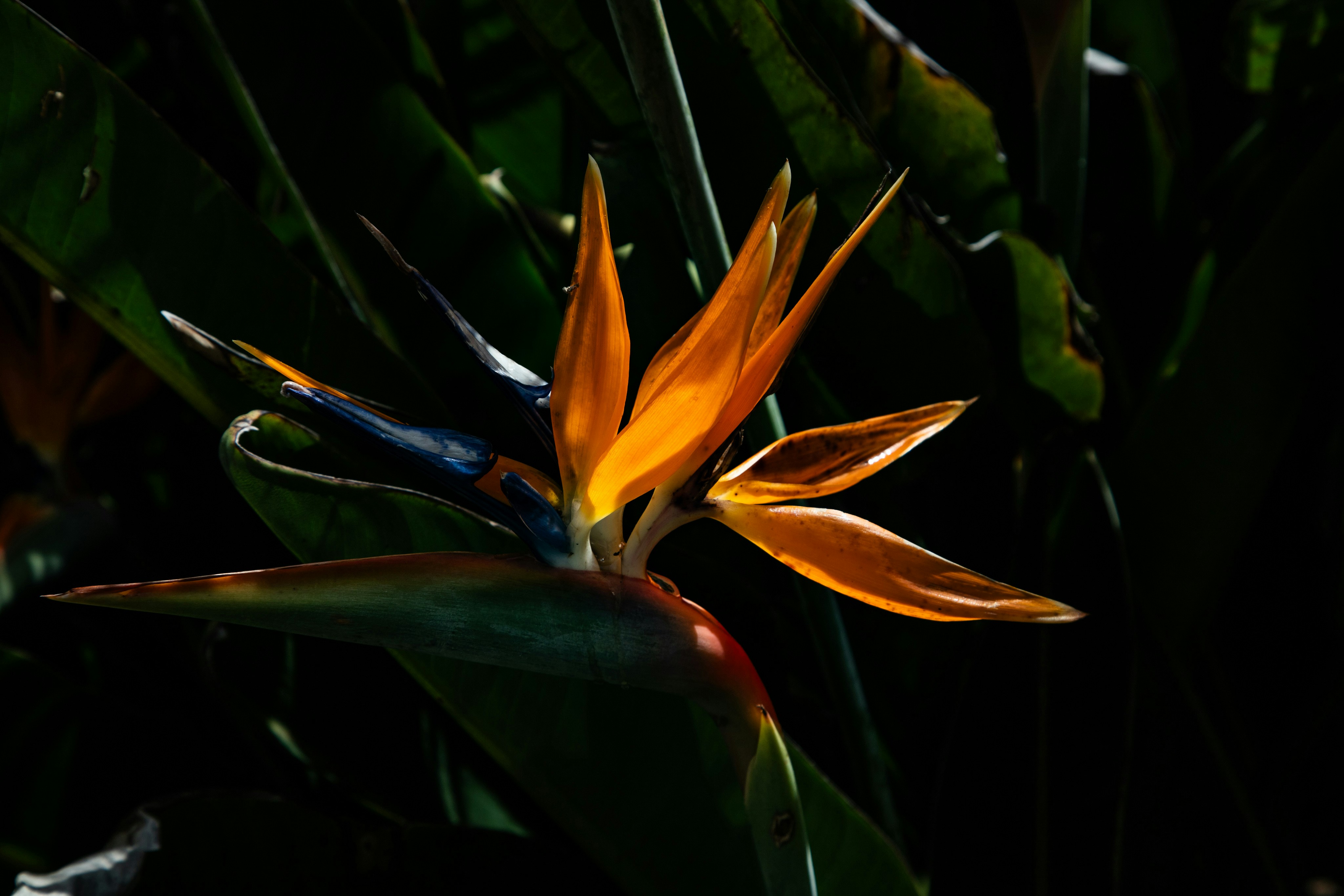 Flame Bird of Paradise: Contrasting Light on a Tropical Blossom