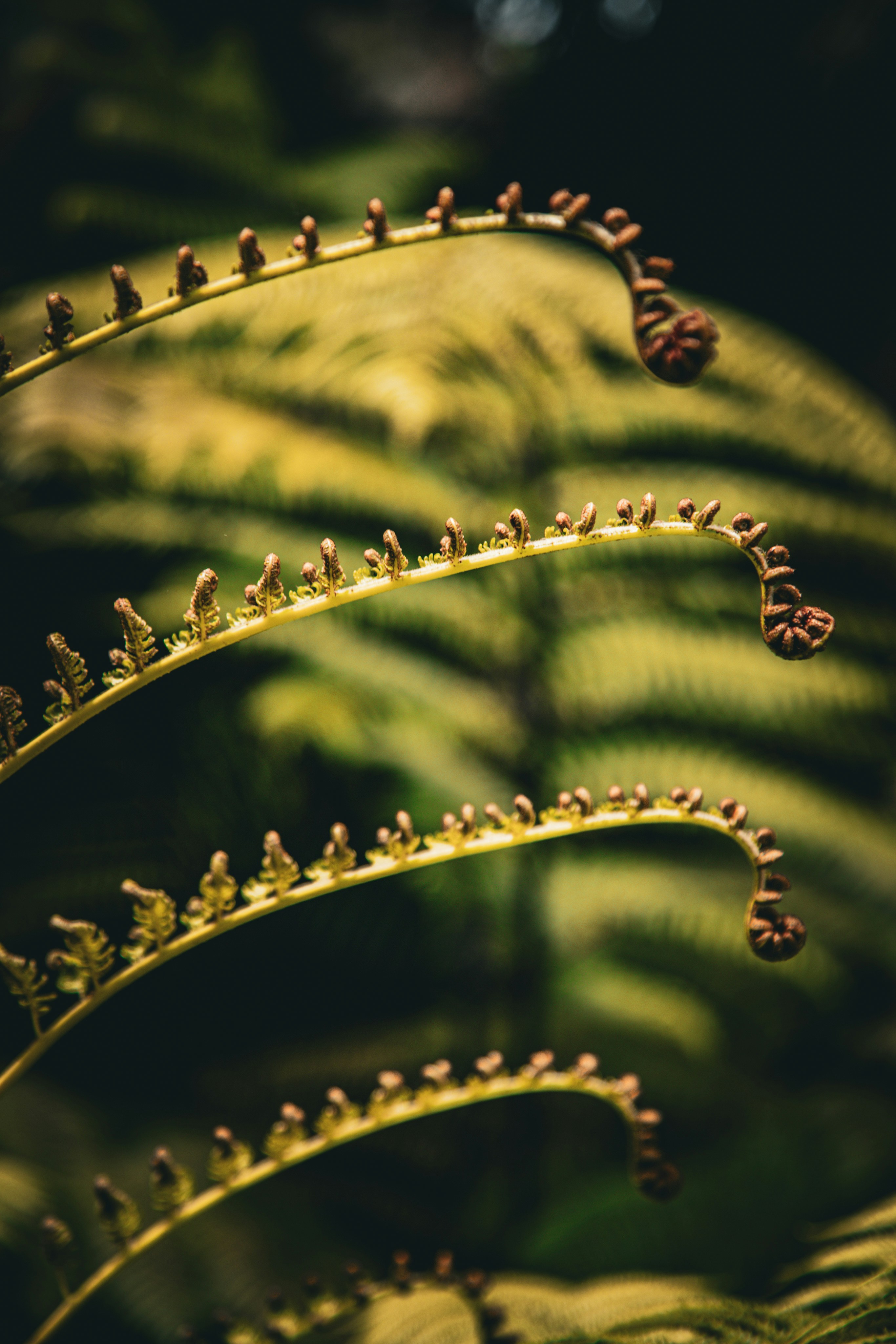 Curved Fern Fronds: Golden Rods in a Backlit Green