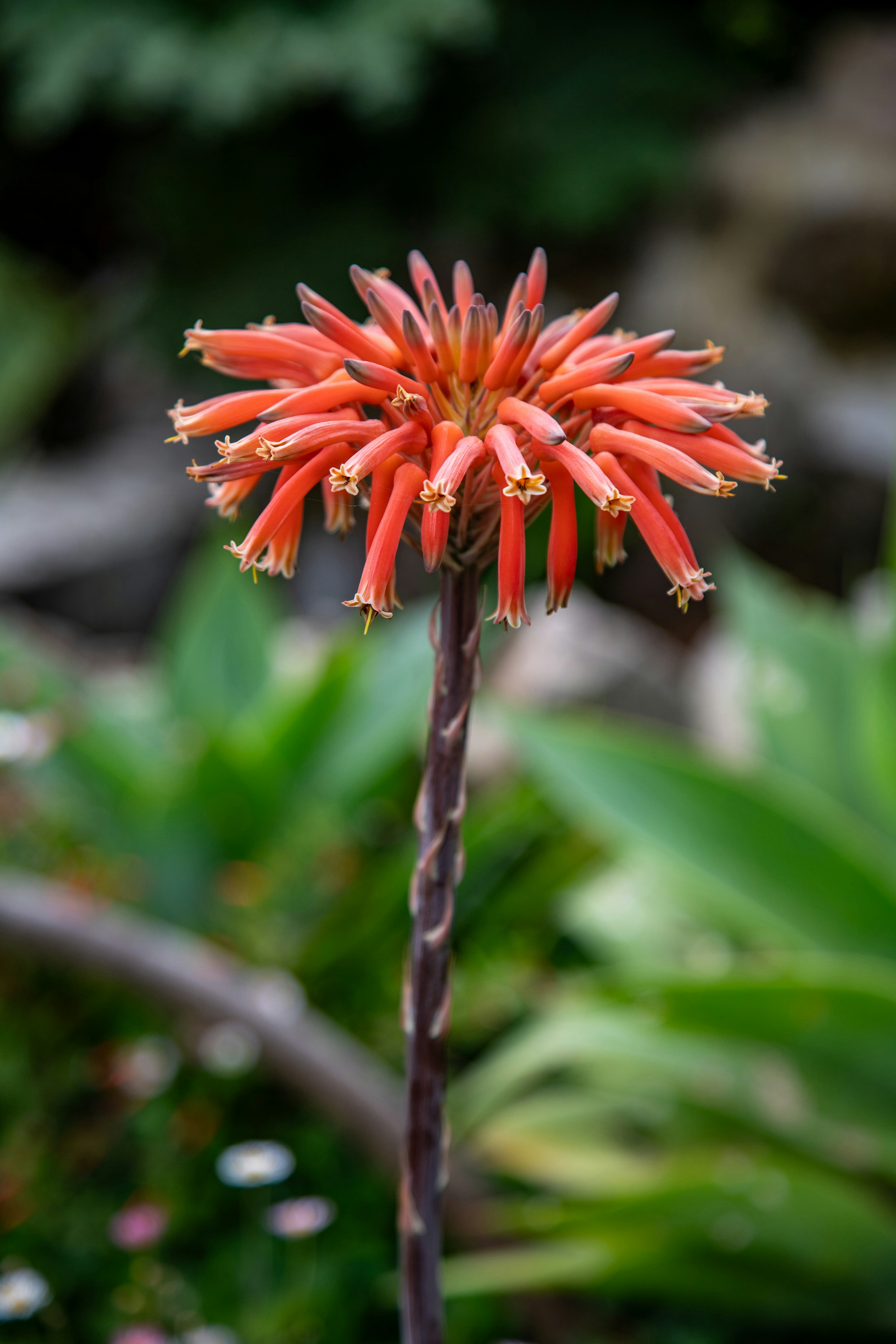 Crimson Umbrella: A Coral Bloom Crowned by Stout Stems