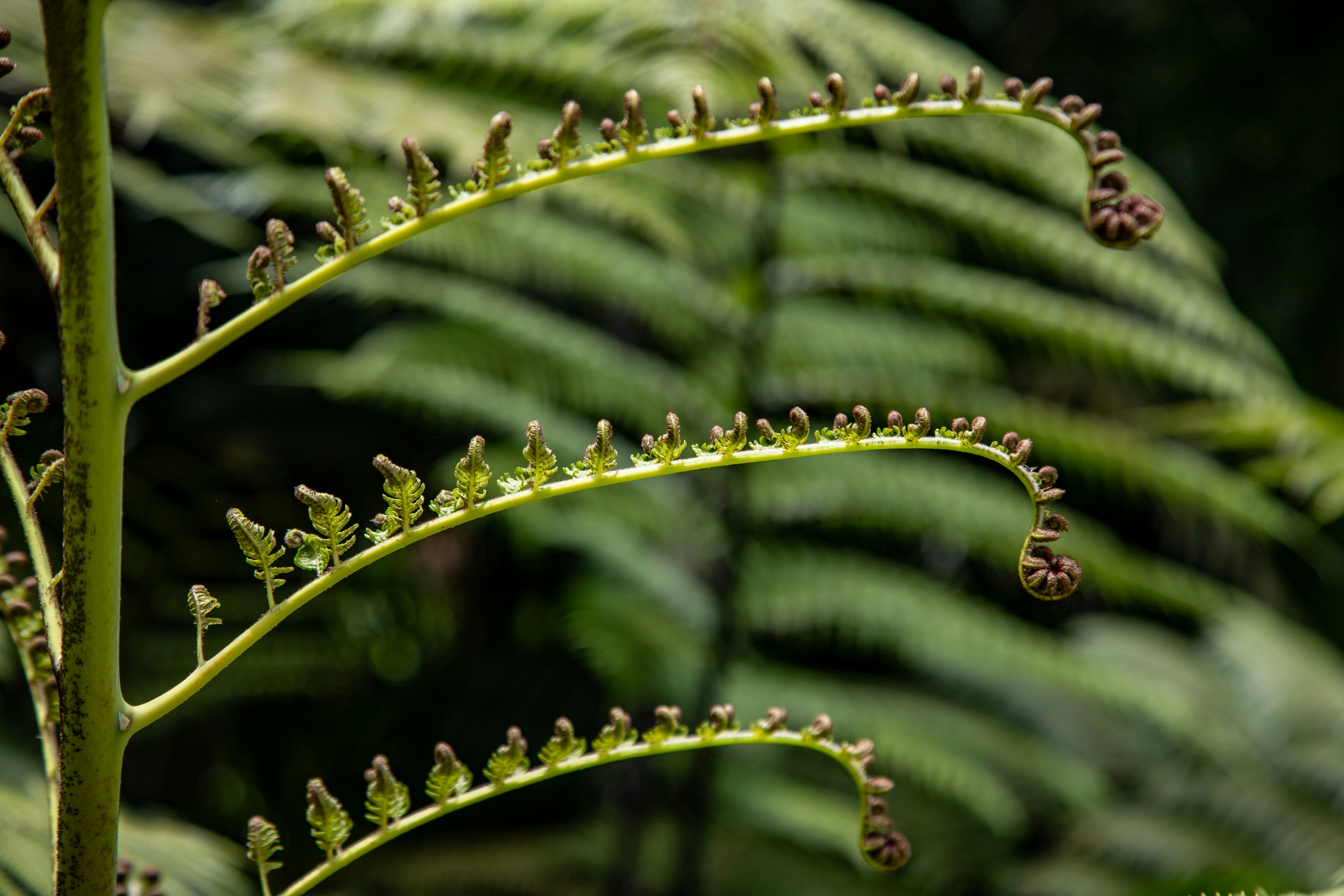 Curved Fern Fronds: new growth echoing spiral patterns
