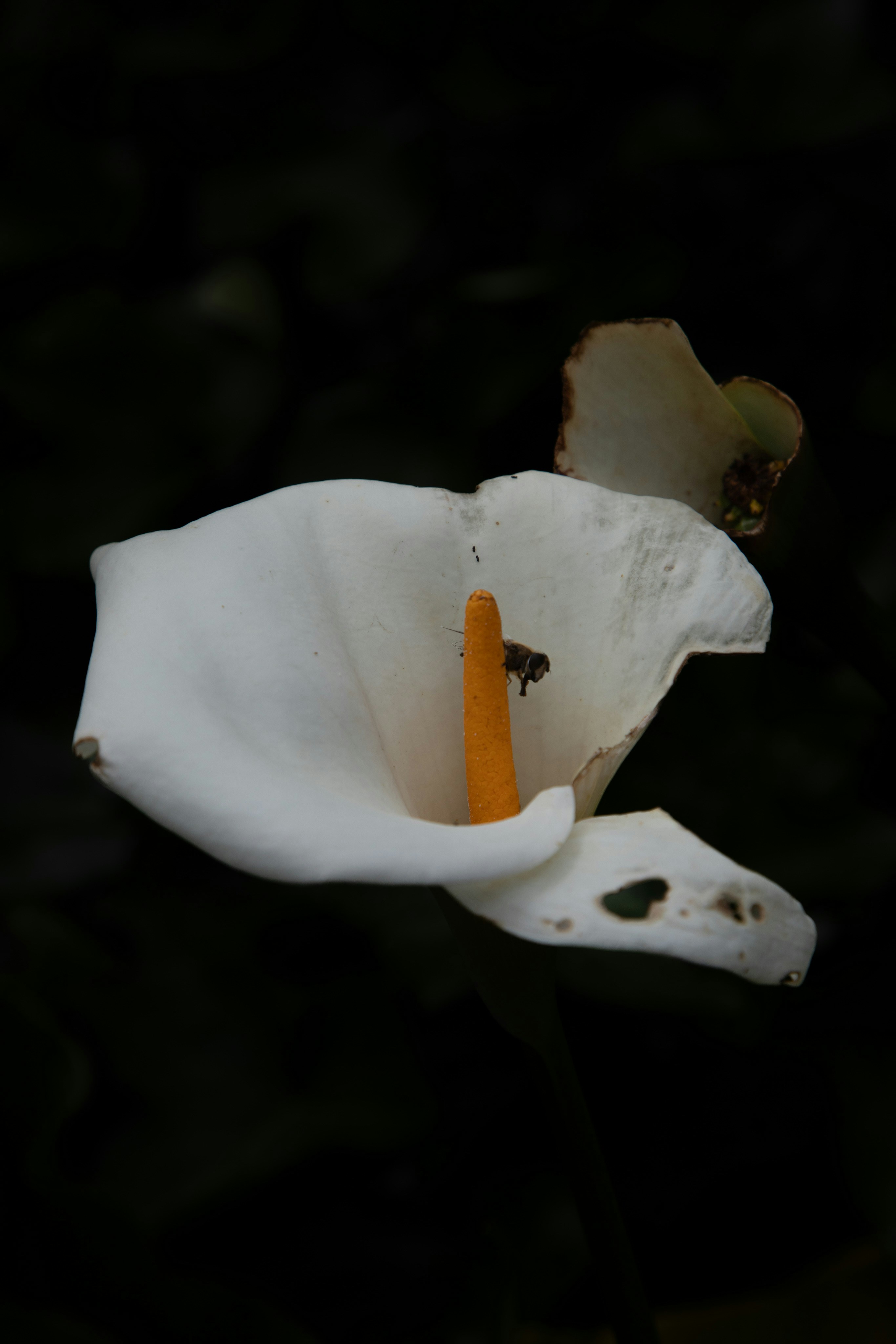 Powdery White Bloom Against Velvet Darkness