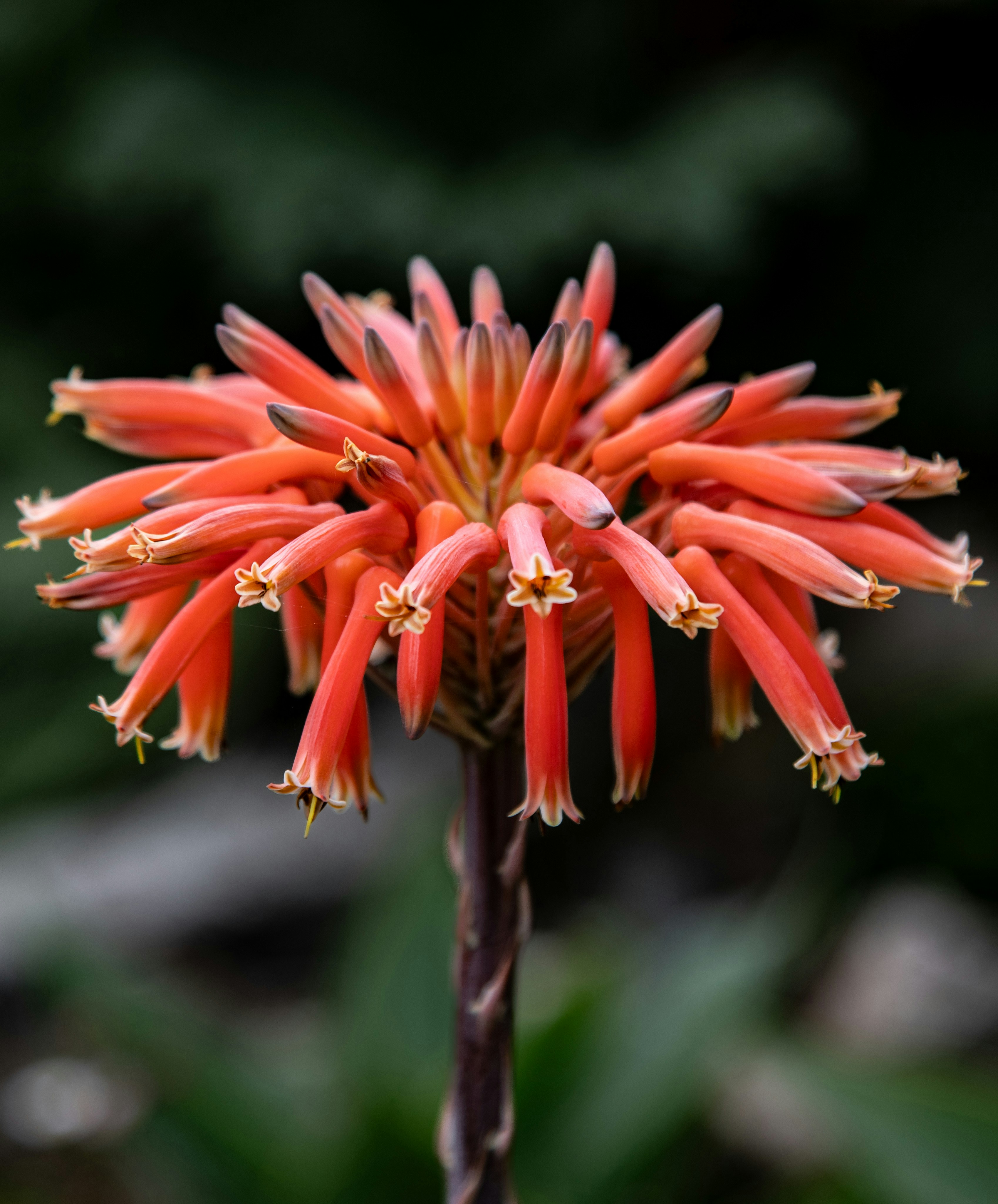 Crimson Torch Bloom: A Close-Up of an Orange Torch Lily