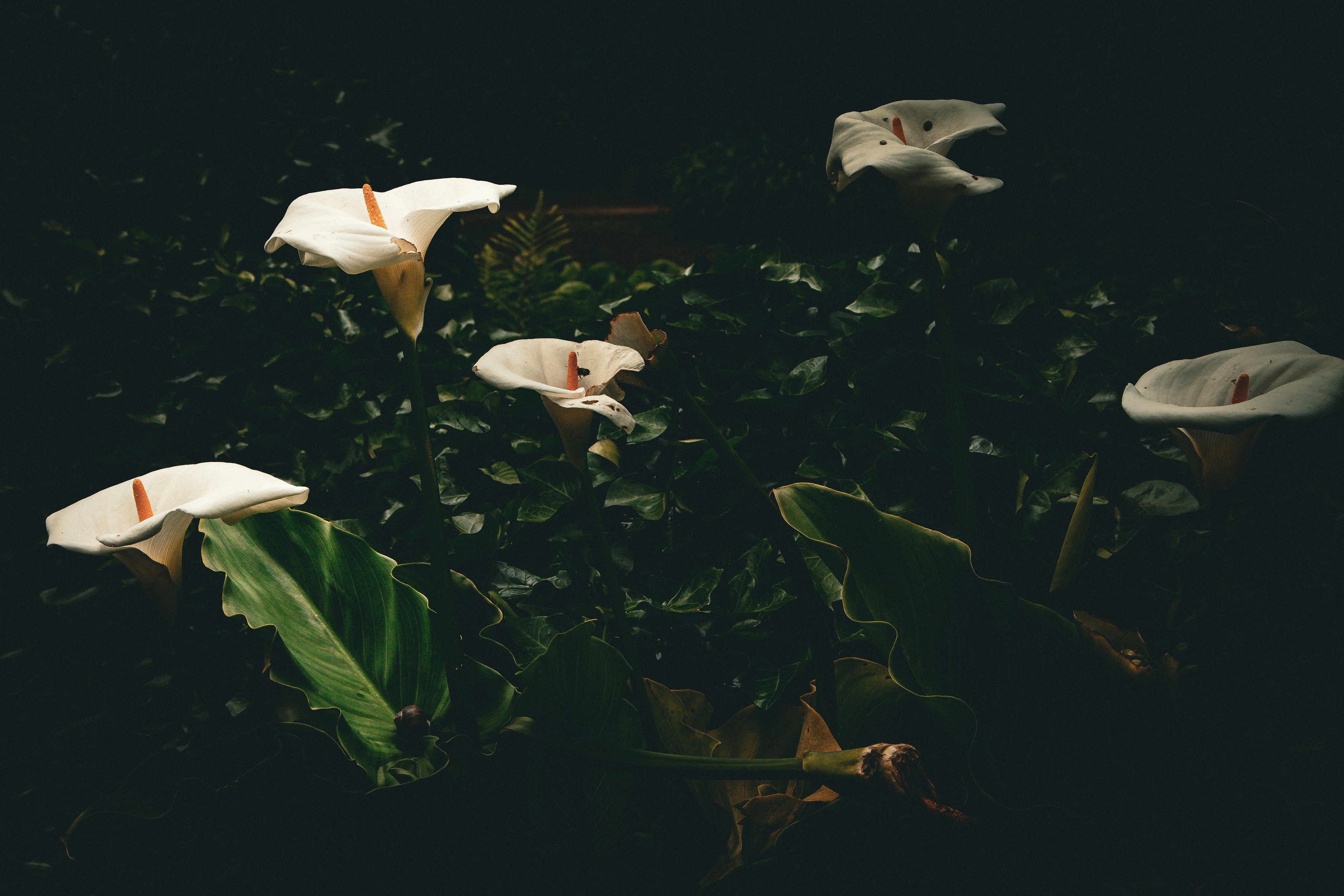 Midnight Bloom: White Calla Lilies in Low Light