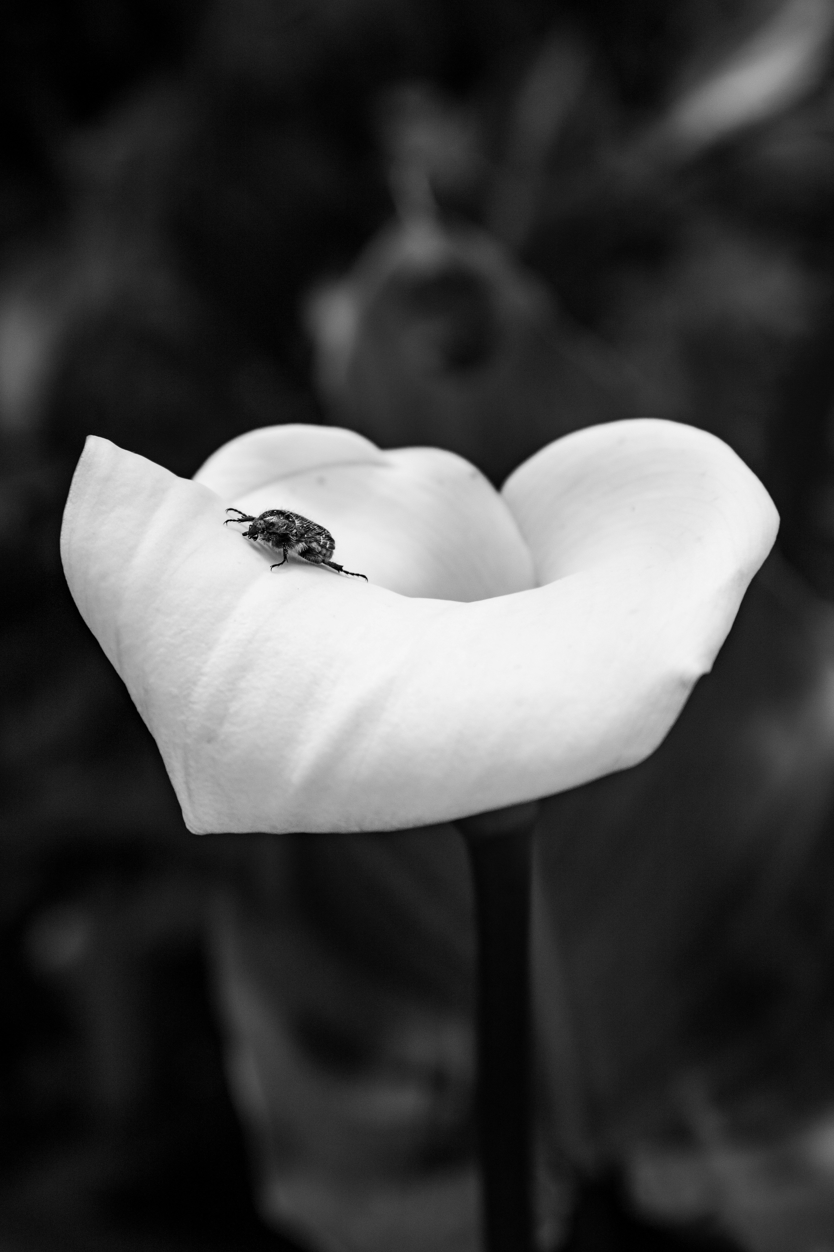 Tiny Explorer on a Petal: A Beetle's Moment on a White Bloom